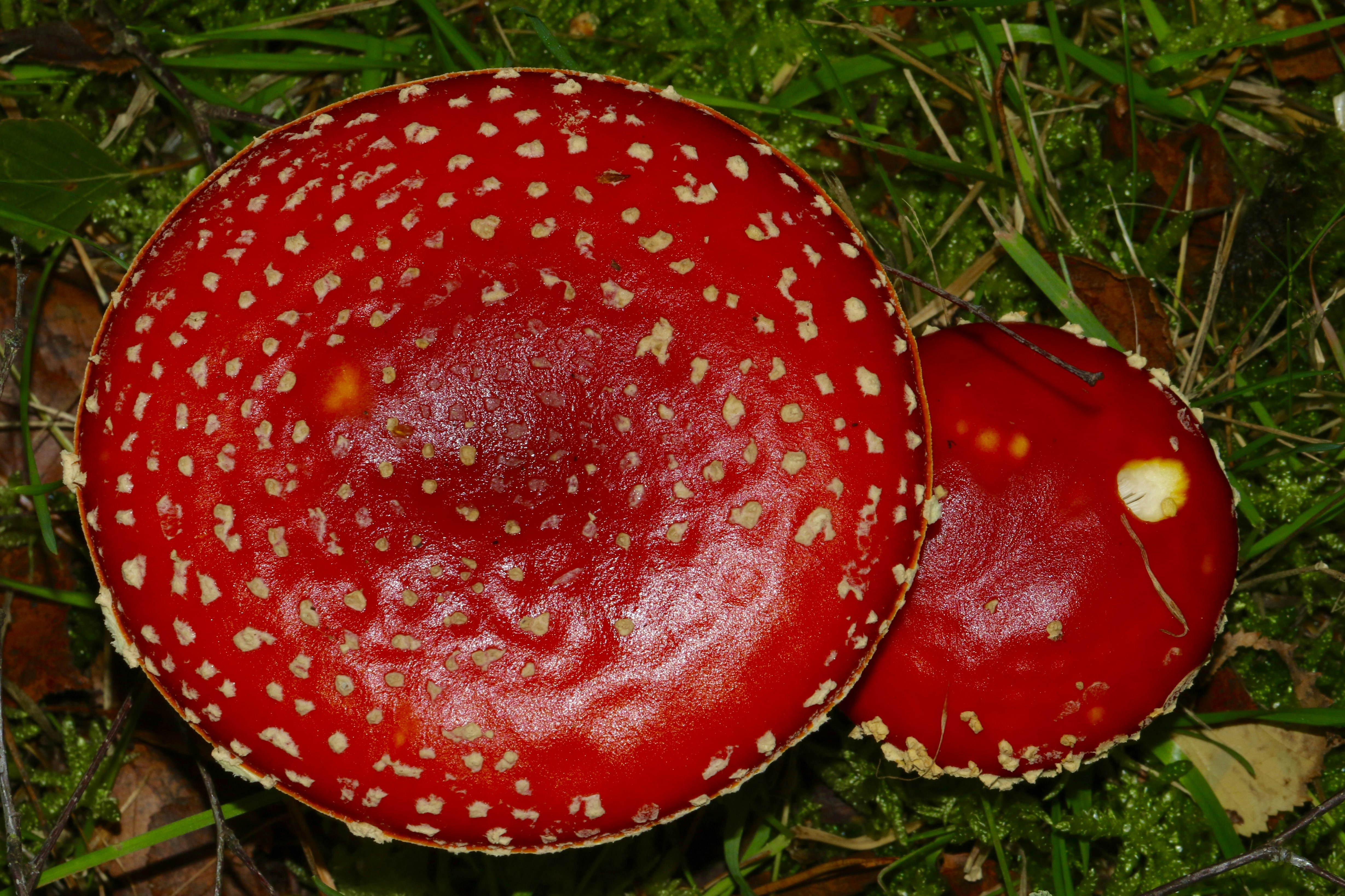 Vibrant red mushrooms with white spots nestled among lush green grass and foliage.