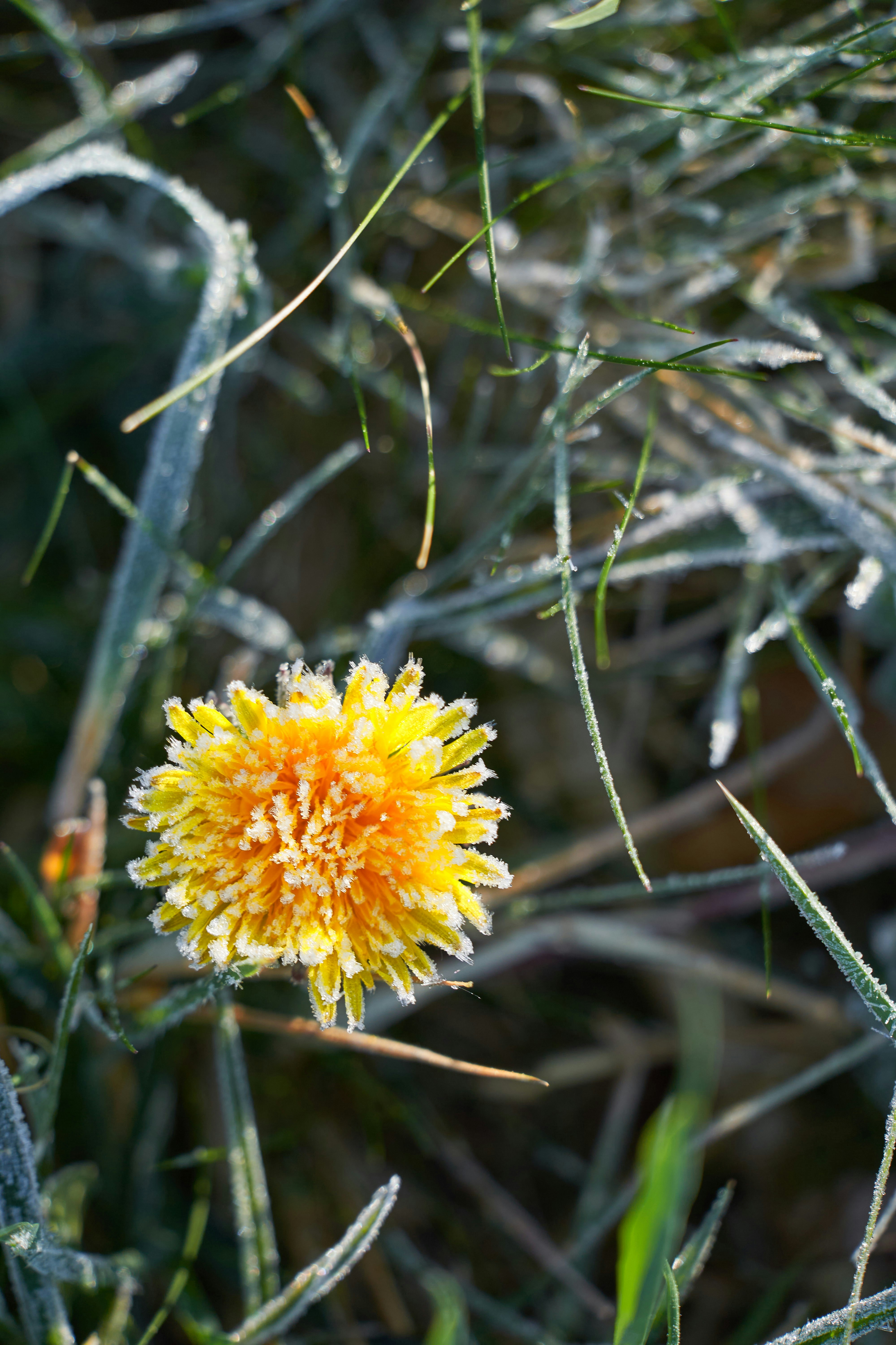 yellow flower in tilt shift lens