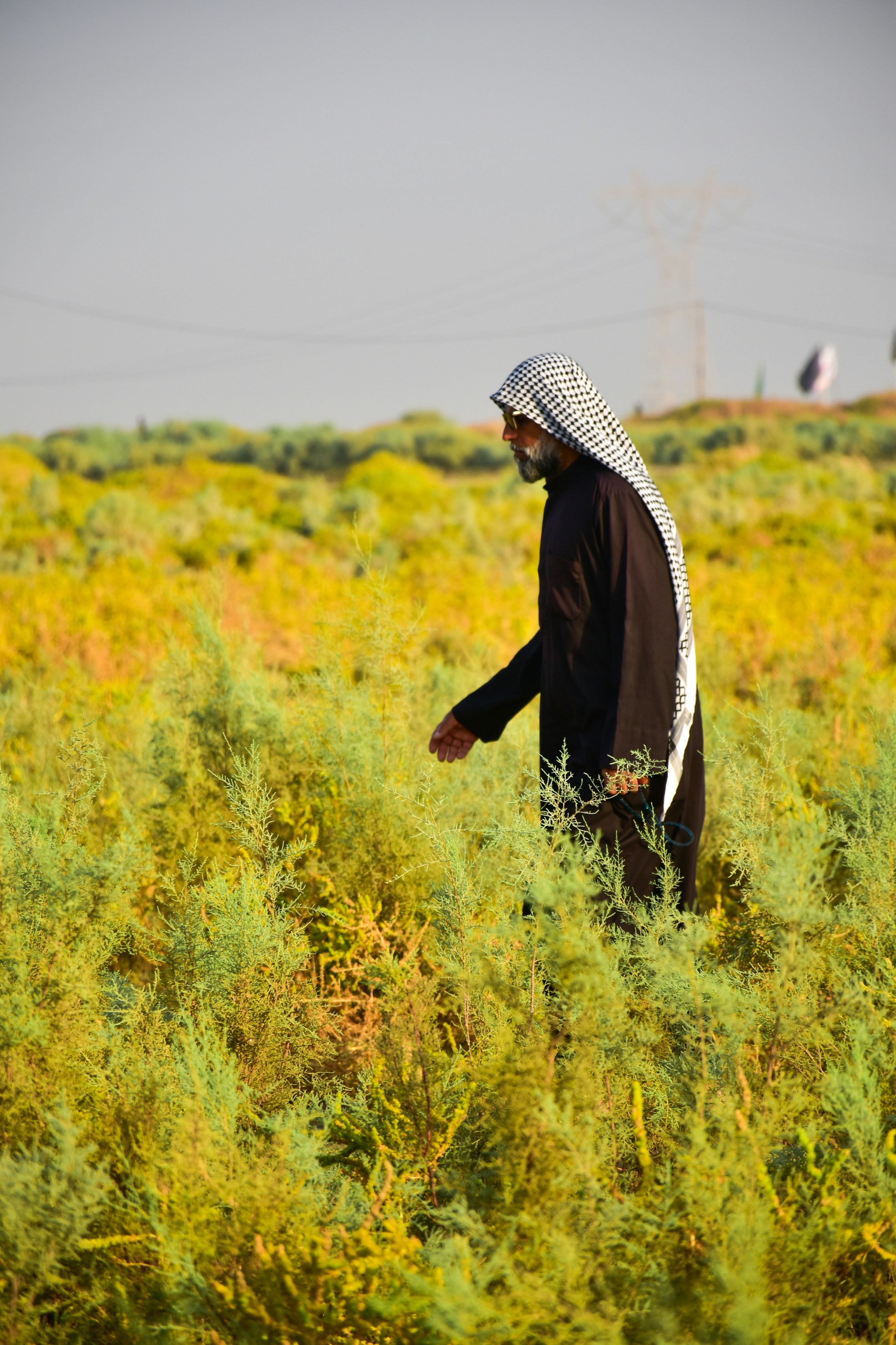 Solitary Pilgrim in a Sunlit Field of Gold-green Foliage