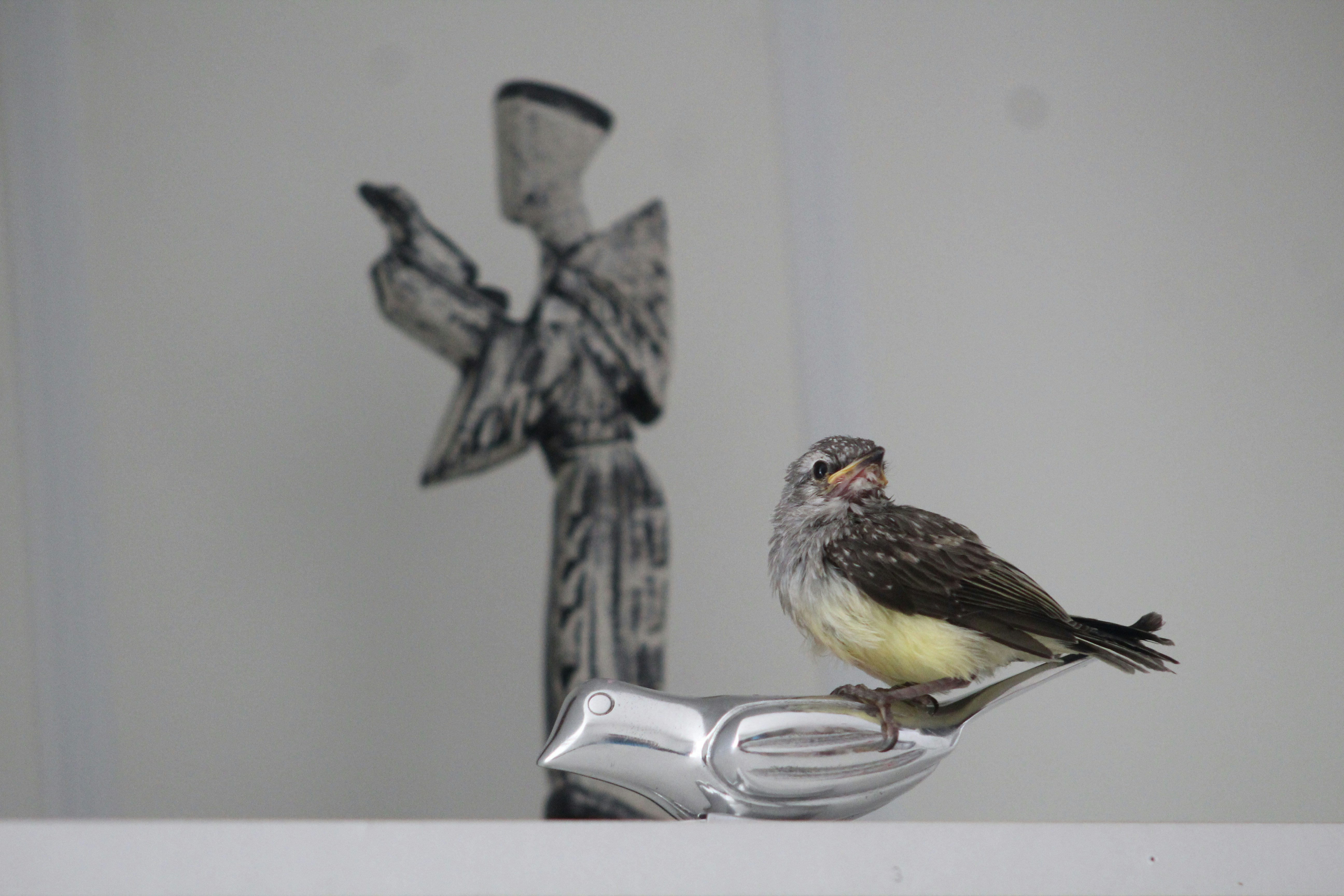 black and yellow bird perched on white metal bar