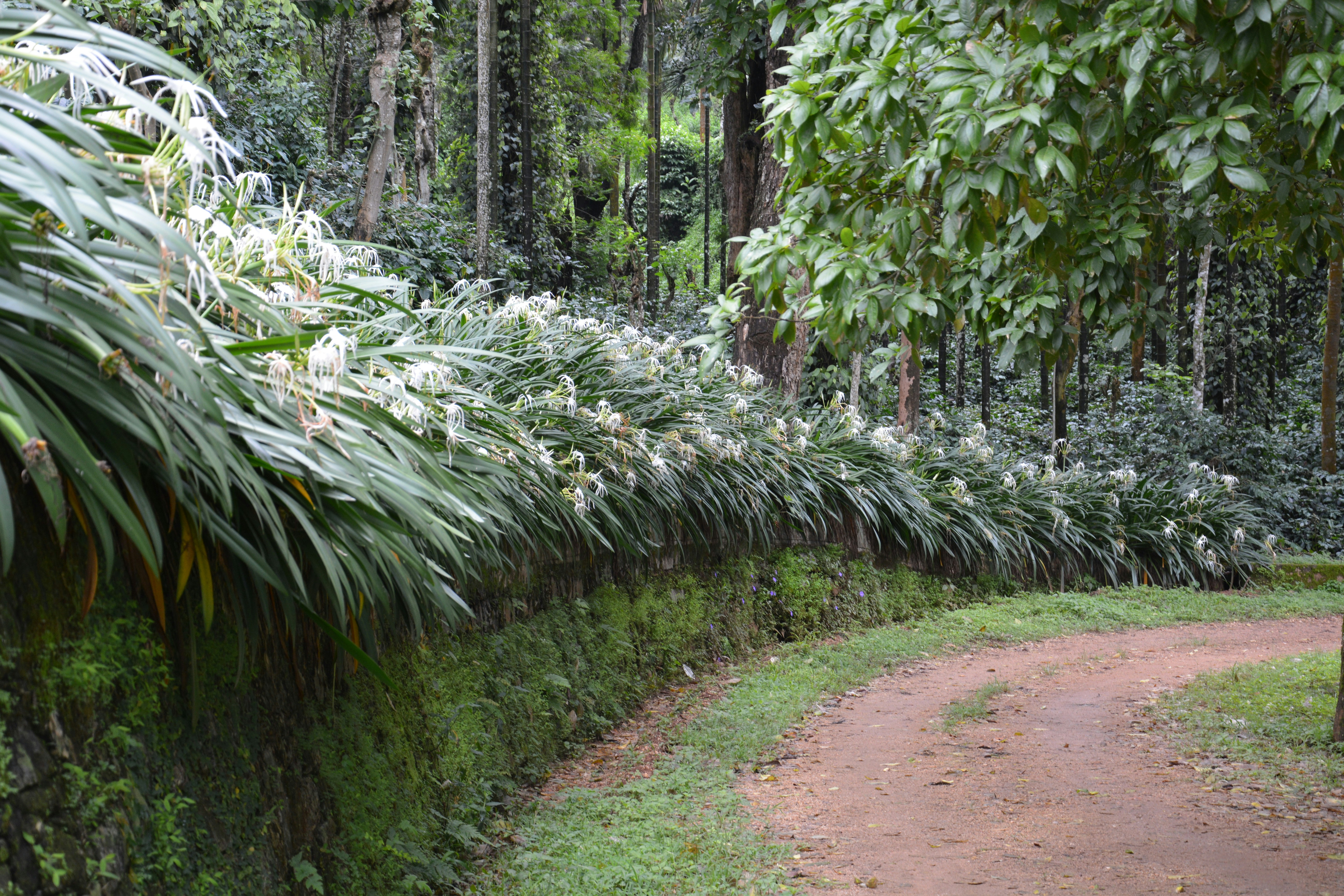 Photo by Nagesh Ramamurthy with Nikon D5200