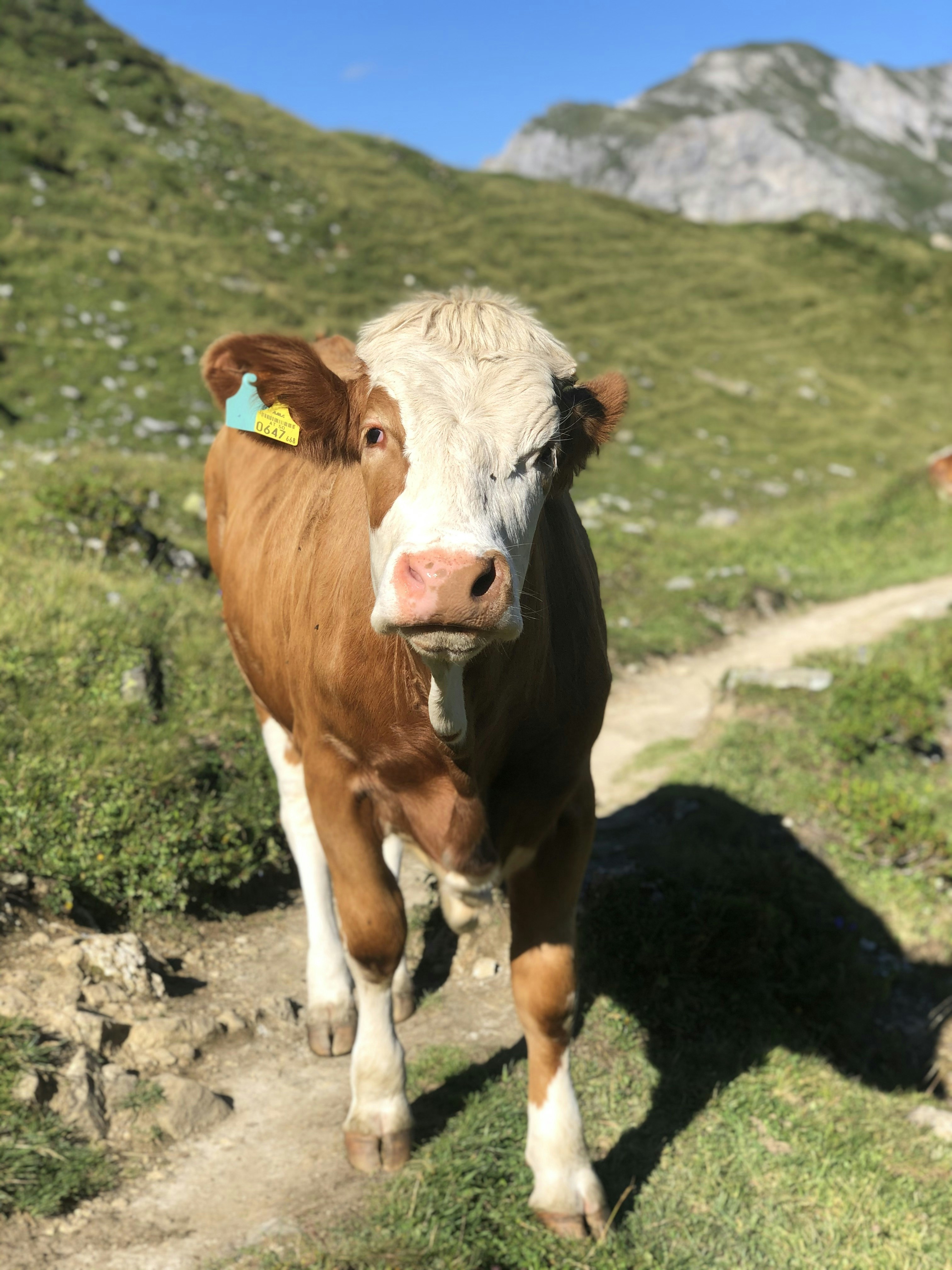 A young brown and white cow stands on a path in a lush mountain meadow, gazing curiously at the viewer. Its ear tag adds a touch of farm life to the serene landscape.