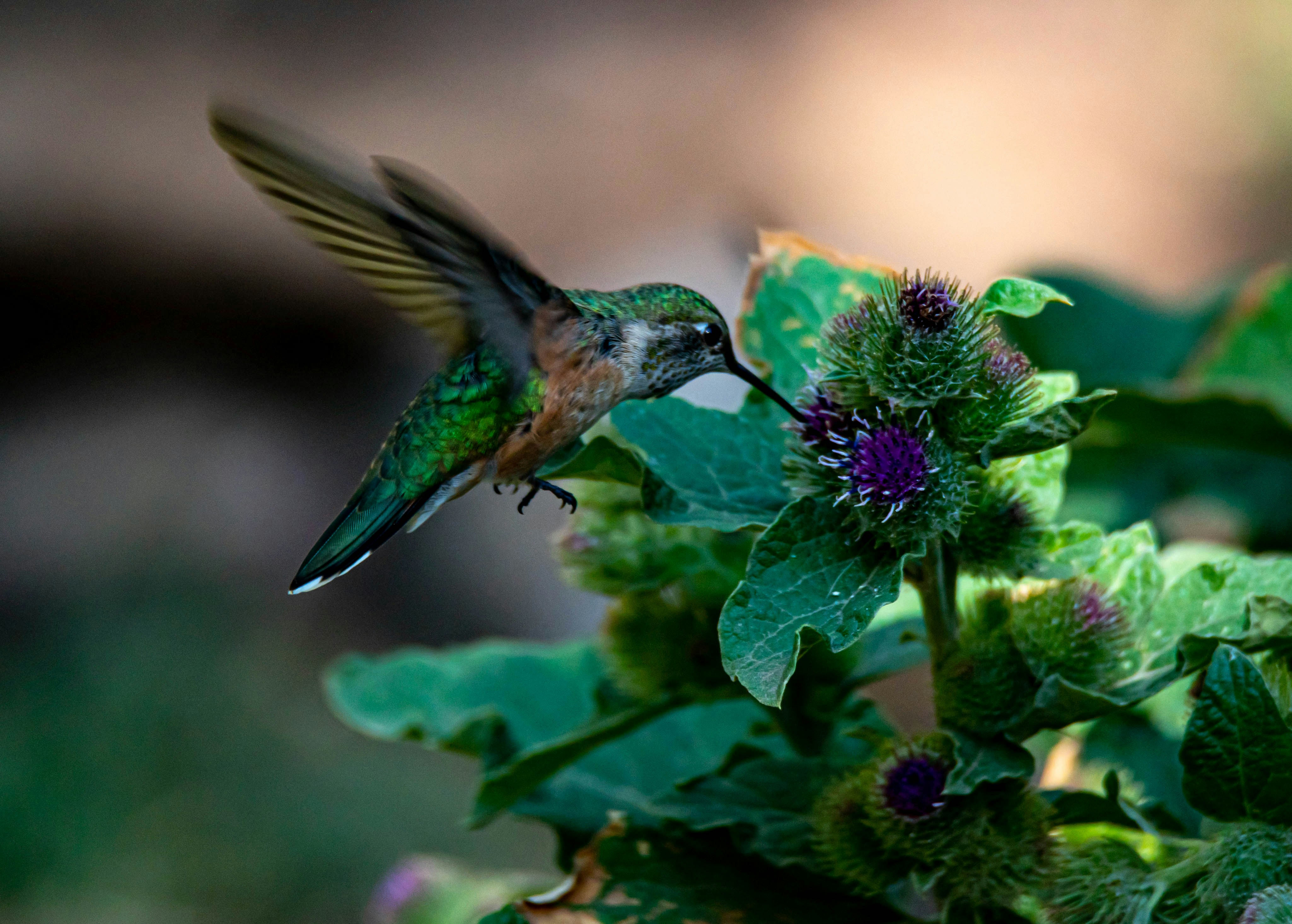 Nectar Pursuit at Purple Thistles: A Hummingbird in Sunlit Focus