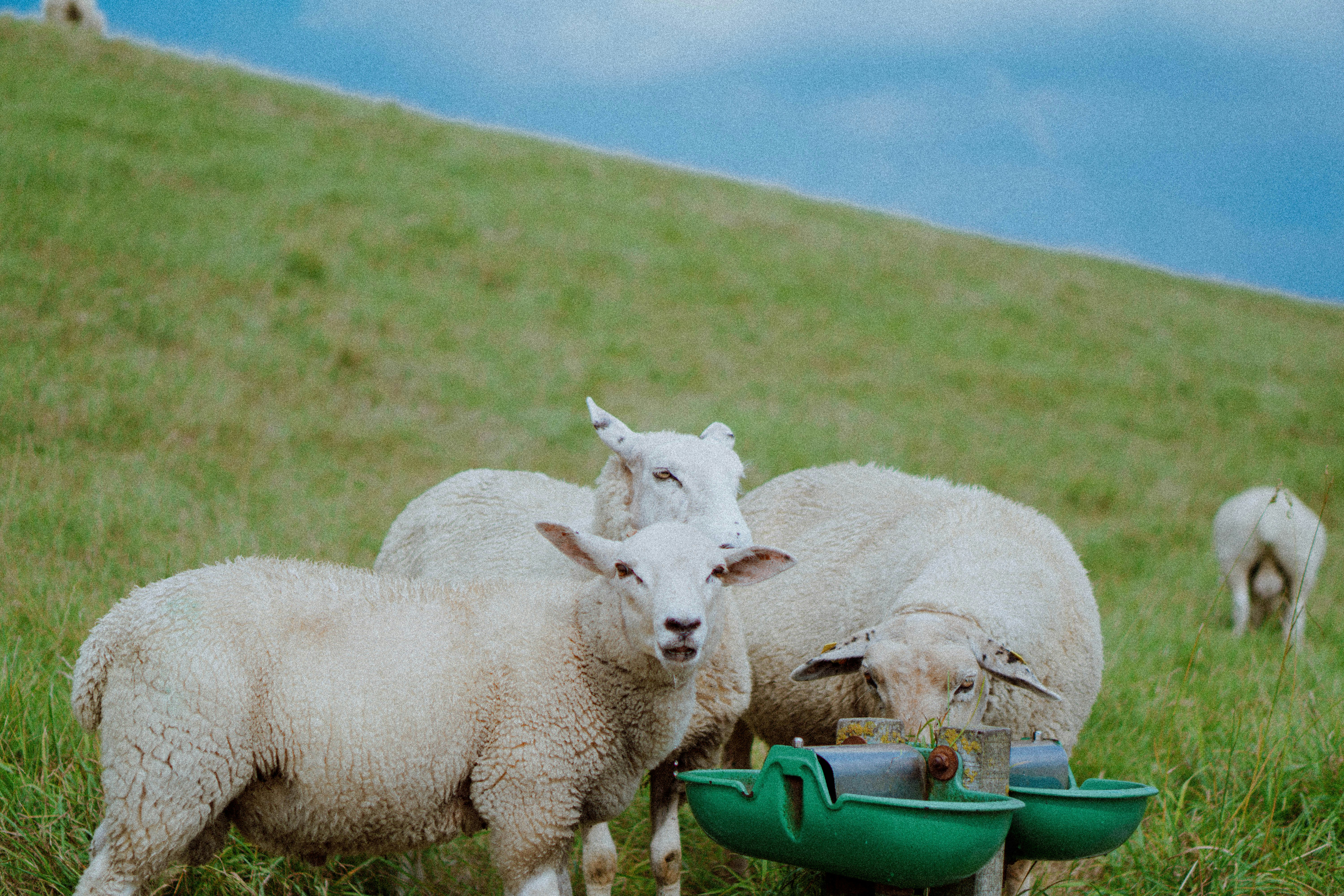 Sheep congregate around a feeding trough on a lush green hillside under a clear blue sky.