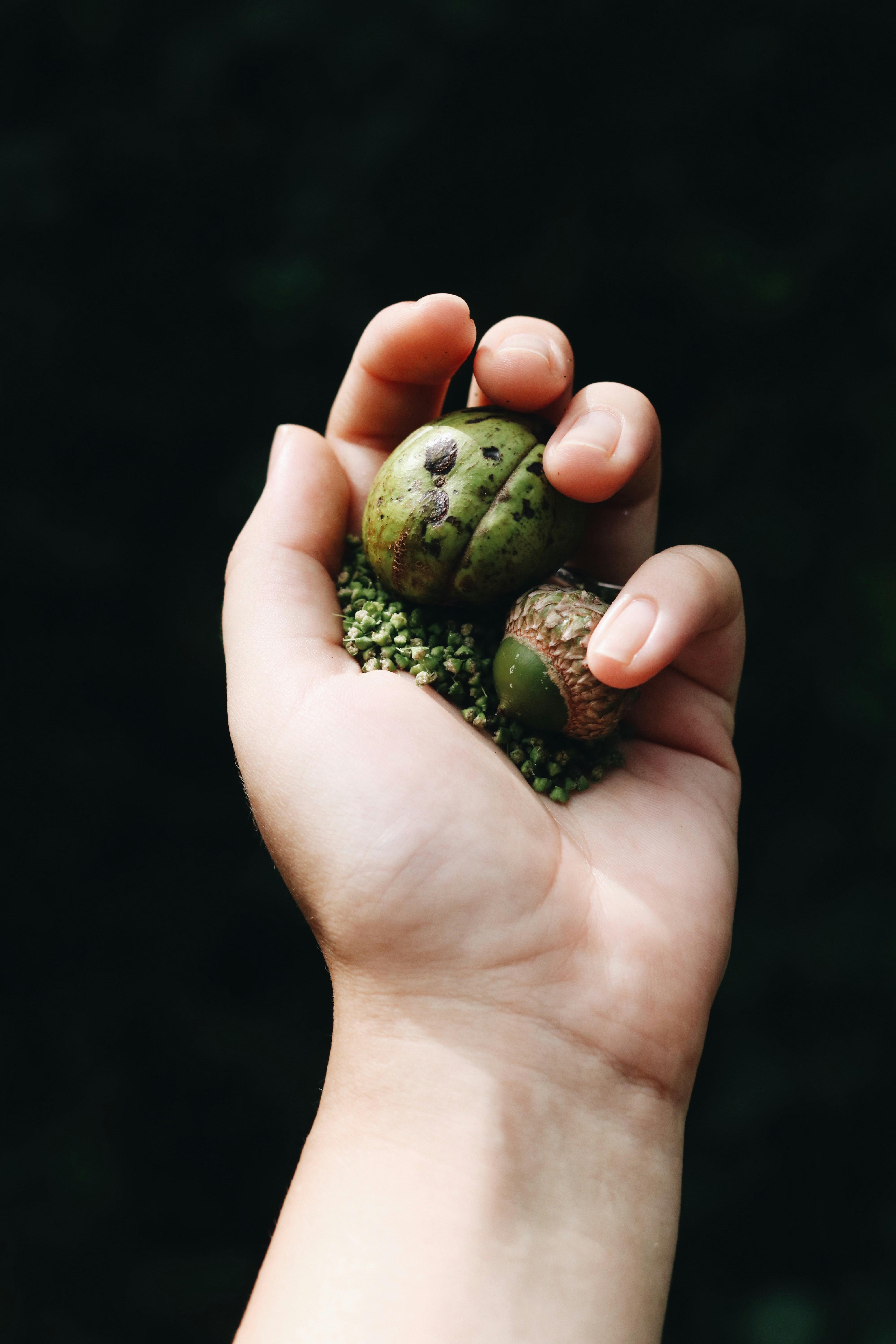 A hand cradles green nuts and acorns nestled in a bed of small green leaves, highlighting the beauty of natural elements. The dark background enhances the vivid colors of the objects.