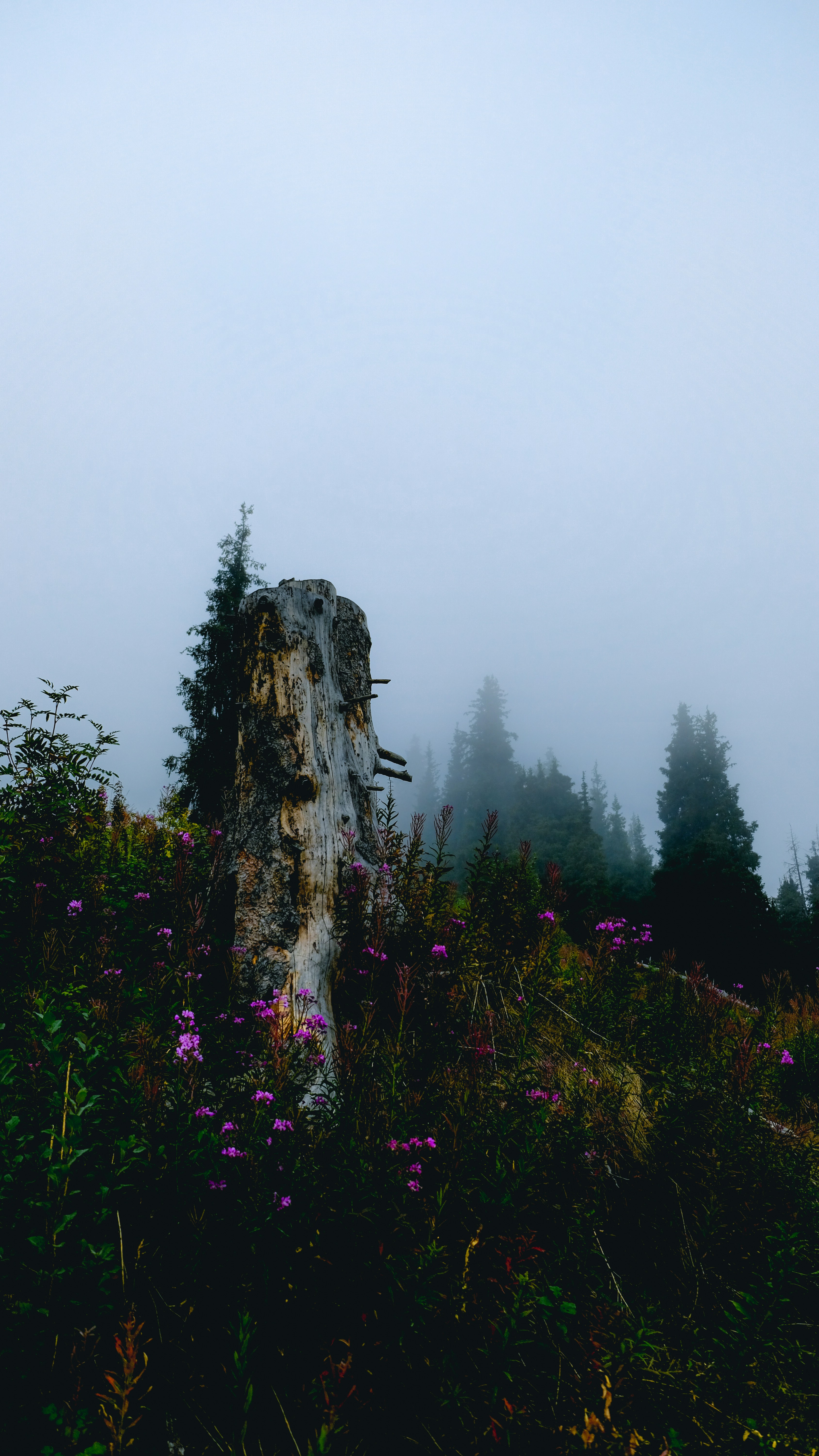 Fogbound Sentinel: A Weathered Post among Violet Blooms