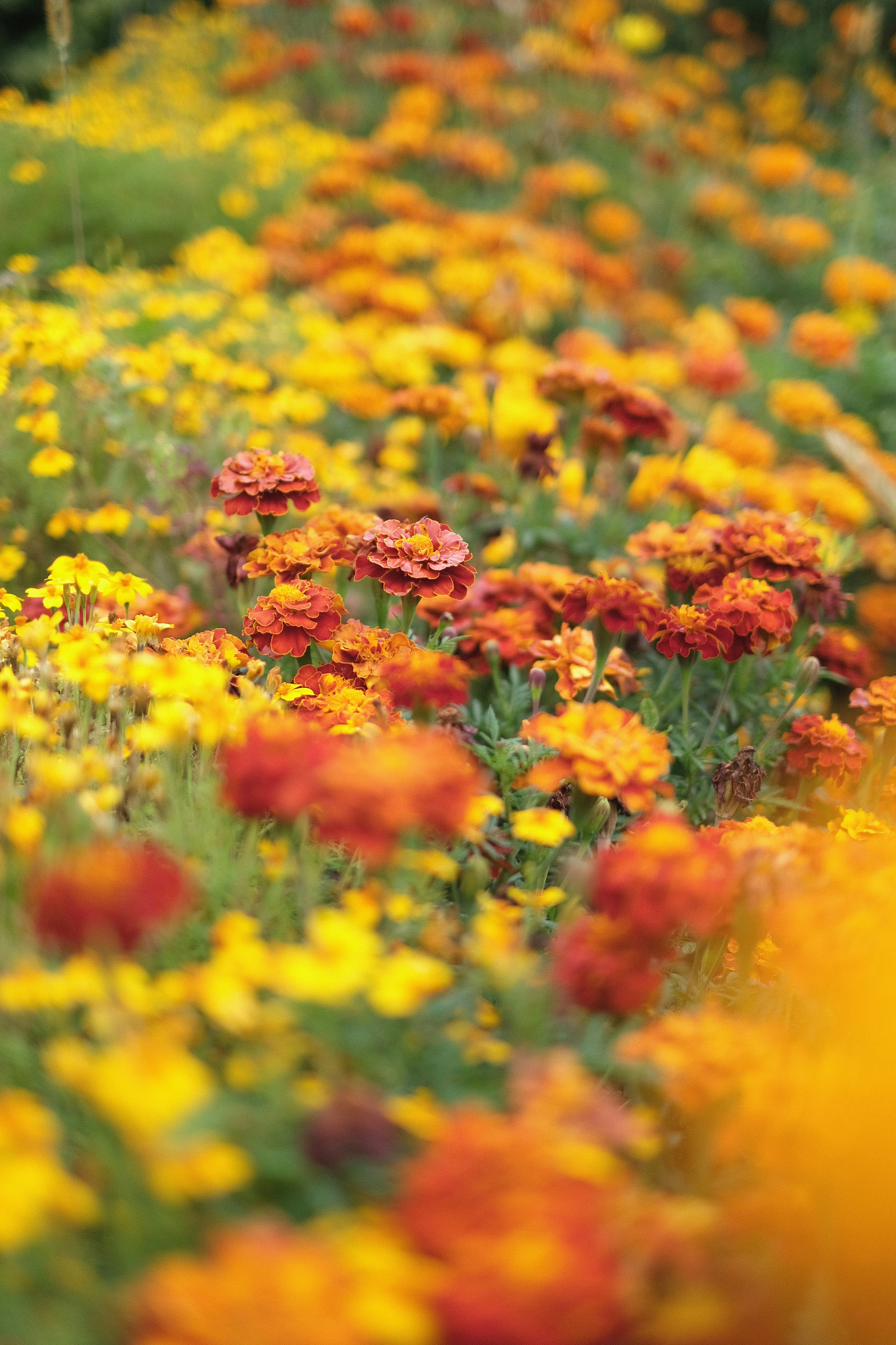 A lush garden filled with marigolds in varying shades of orange and yellow, creating a vibrant tapestry of color. The flowers bloom abundantly, inviting a sense of warmth and joy.