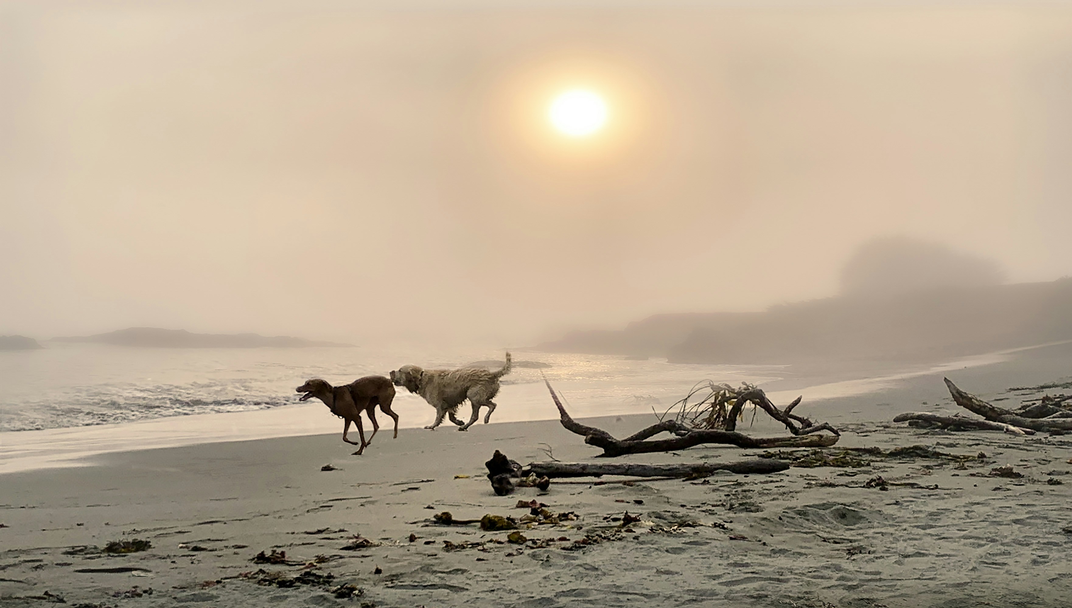 Two dogs play along a misty beach as the sun sets behind them, creating a serene atmosphere. The soft light enhances the tranquil scene.