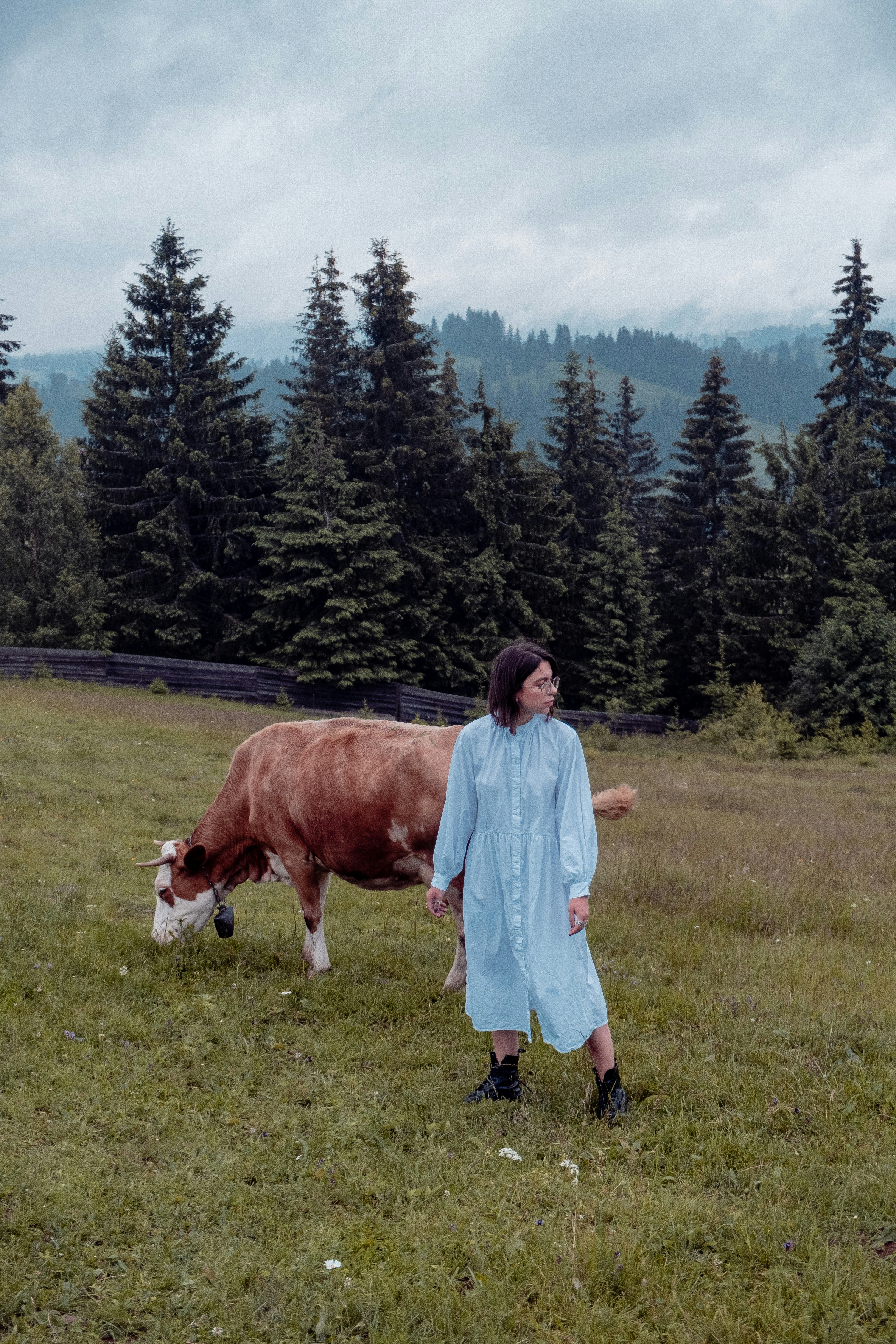 Azure Dress in a Meadow: A Quiet Moment with a Grazing Cow Amid Pines