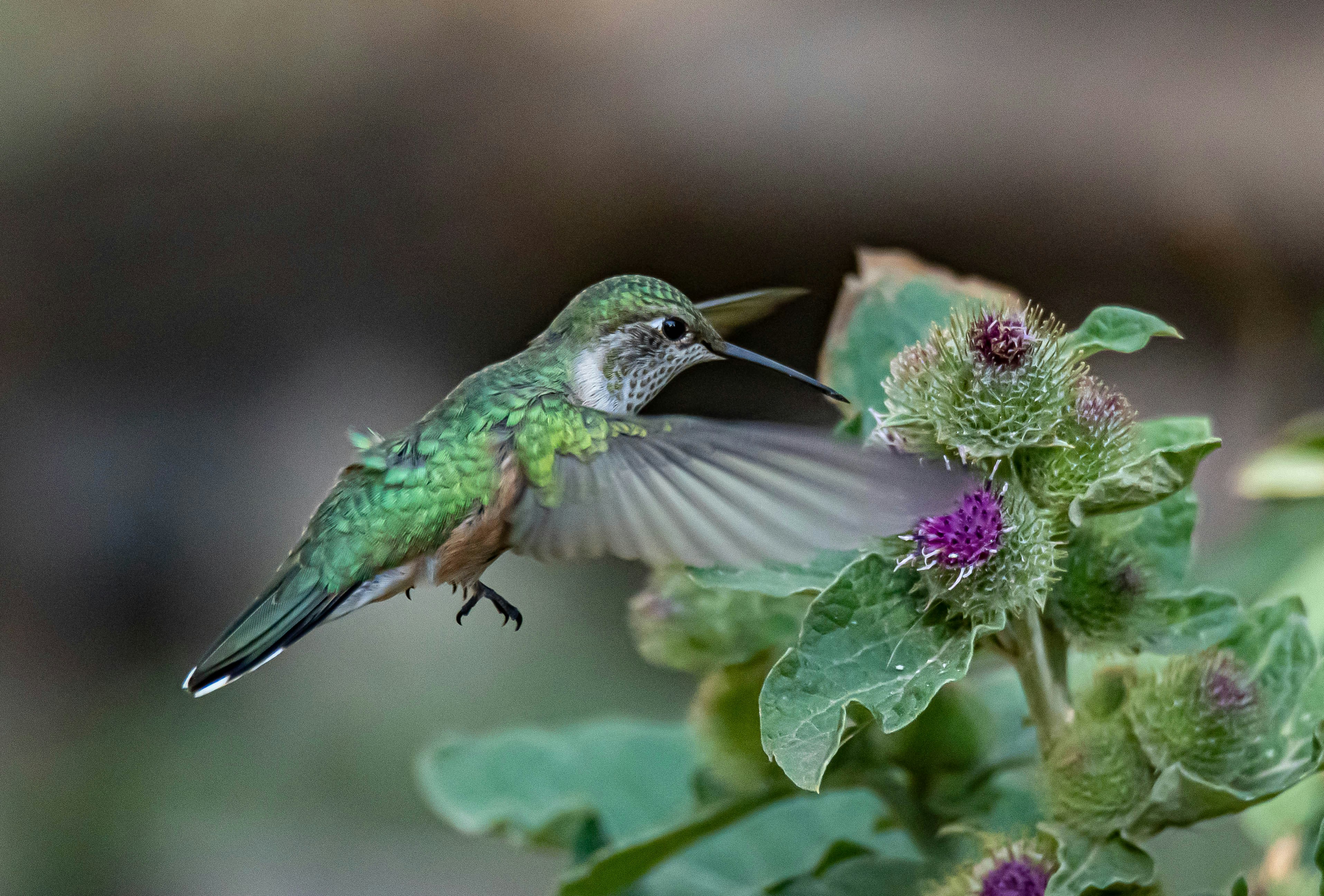 green and brown humming bird flying