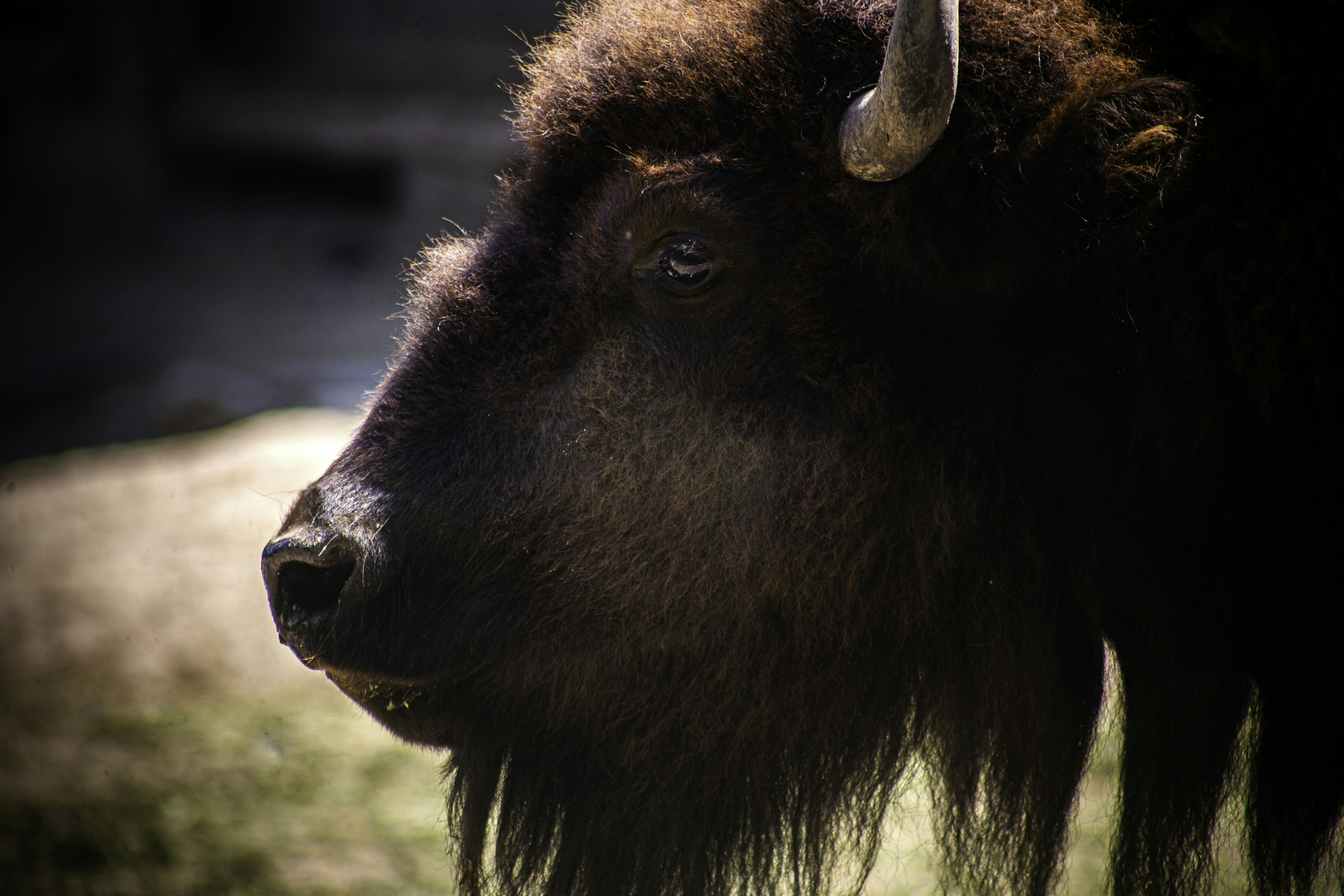 Brown bison on green grass field during daytime photo – Free Animal ...
