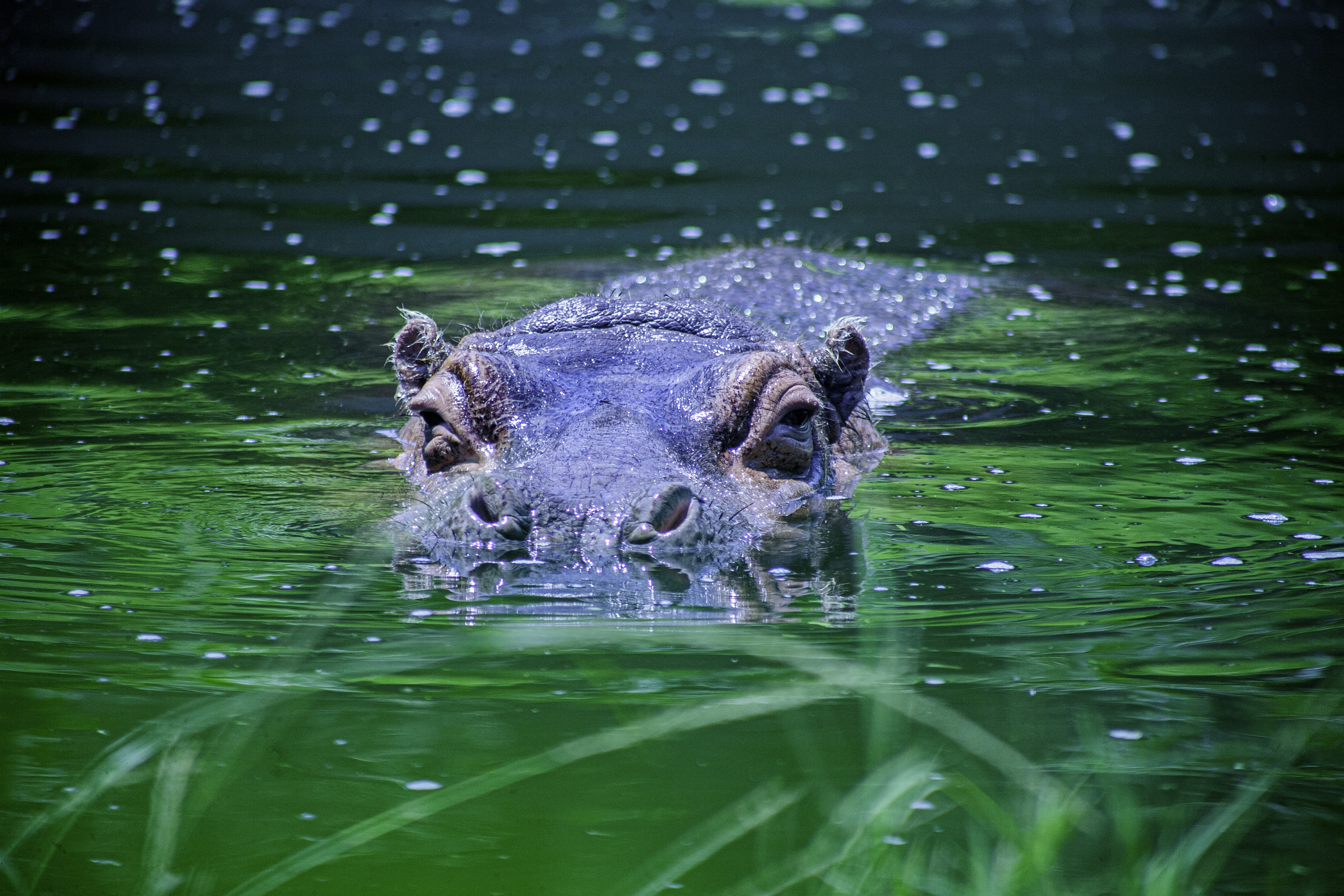 A hippo partially submerged in a pond, its eyes and nostrils visible above the water's surface. The vibrant green surroundings enhance the scene's tranquility.