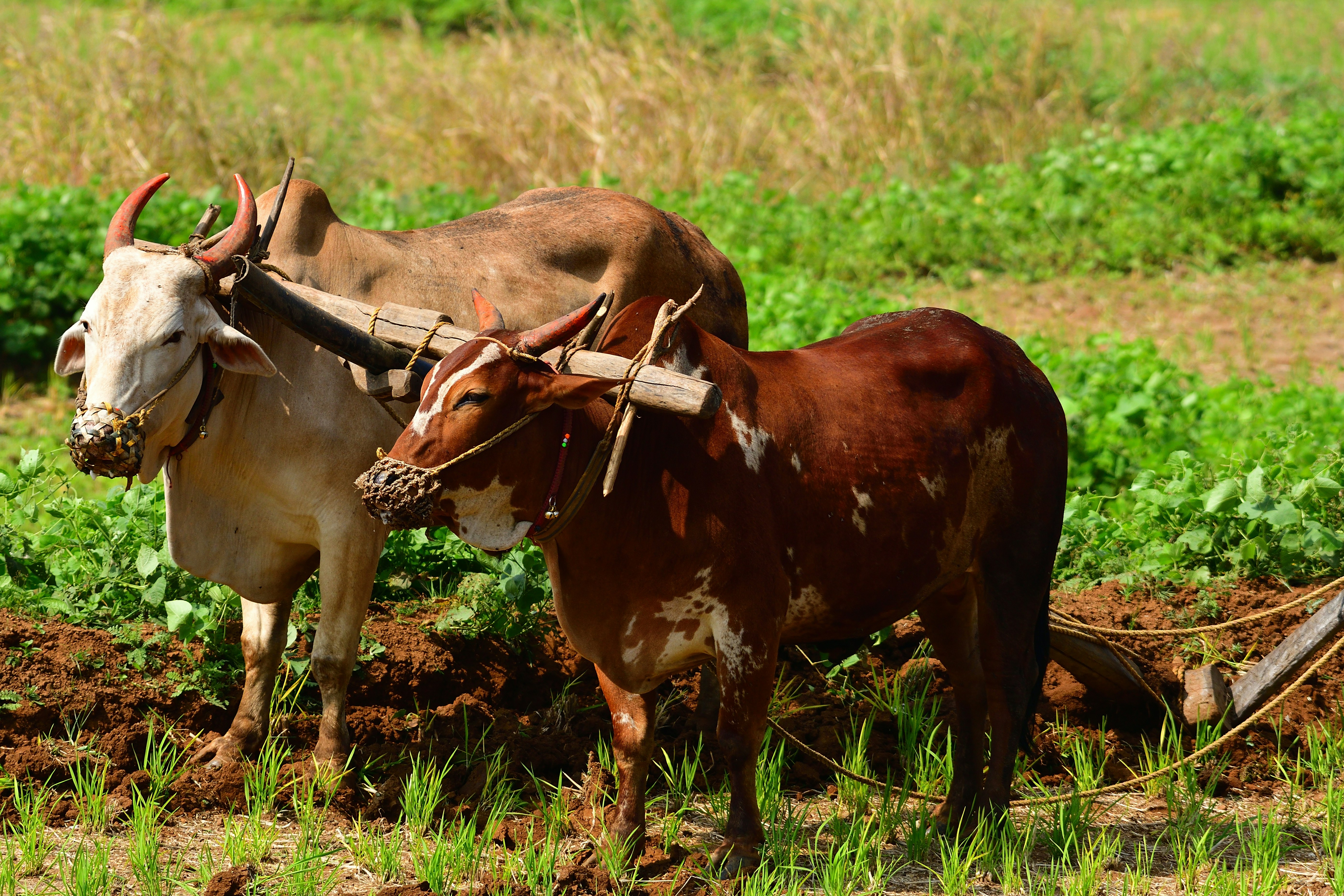 brown cow on green grass field during daytime