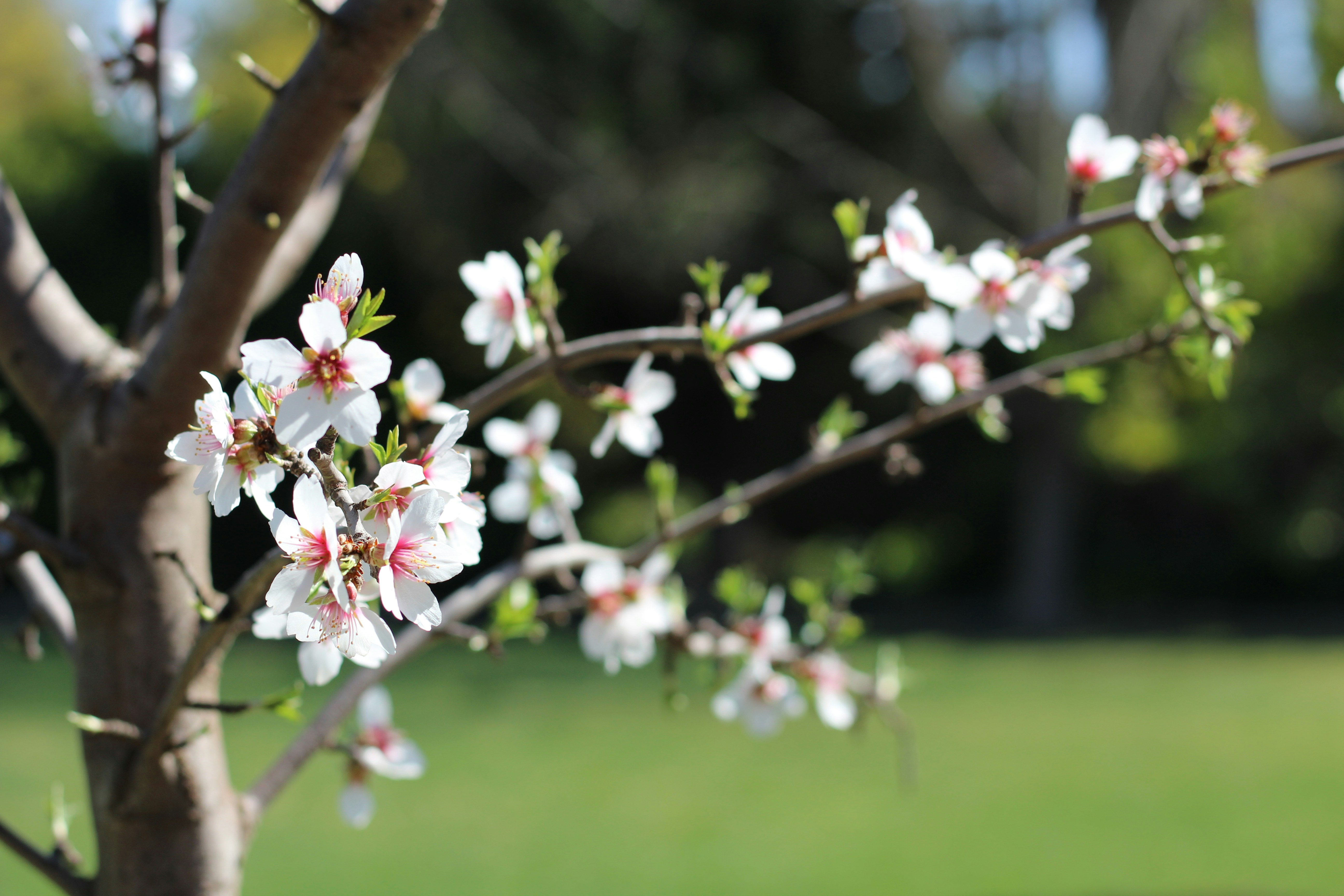 Whispered Bloom: Close-Up of Spring's White-Pink Petals on a Branch