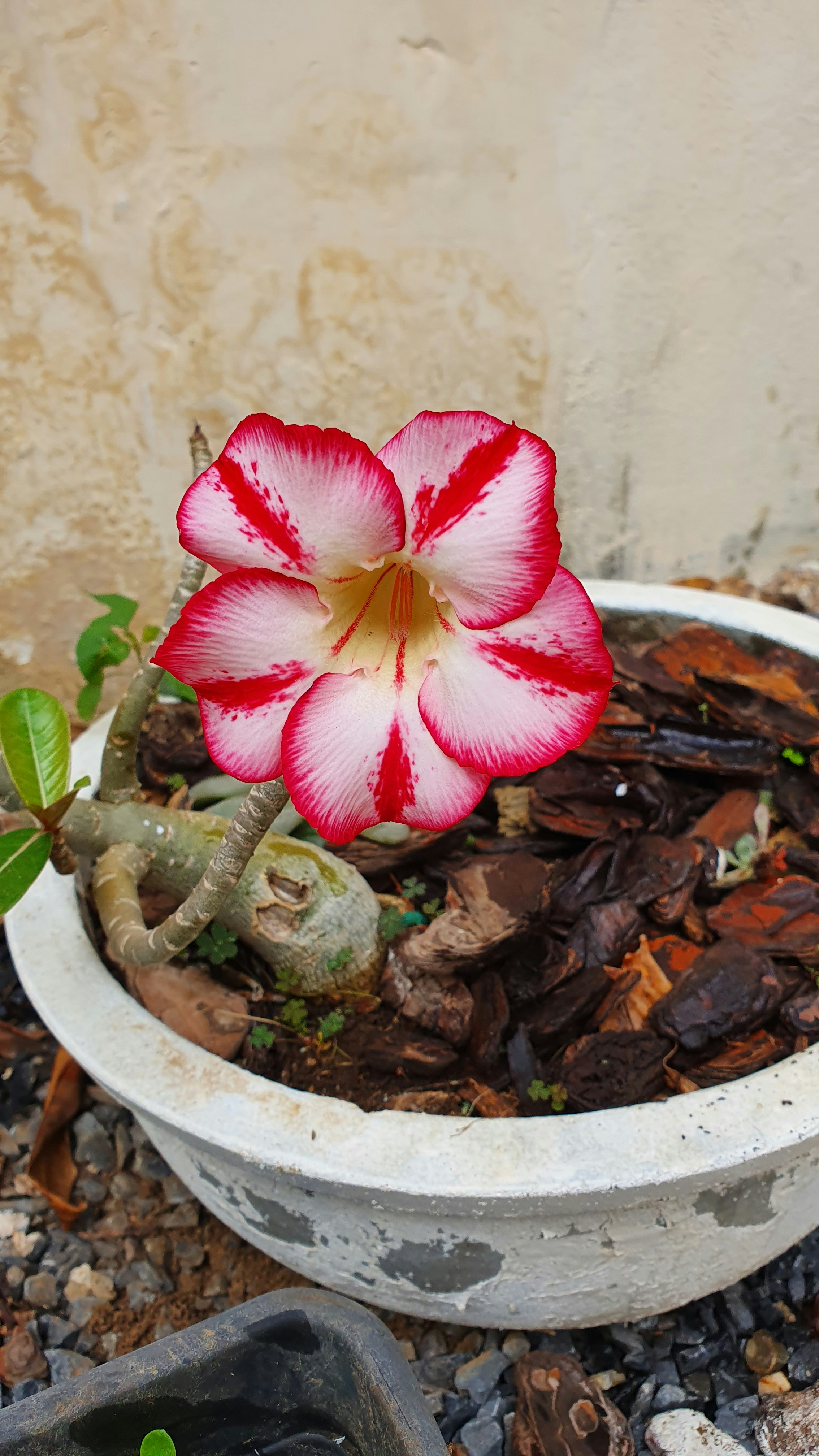 Sertão | 13 best free sertao, outdoor, brazil and plant photos on Unsplash