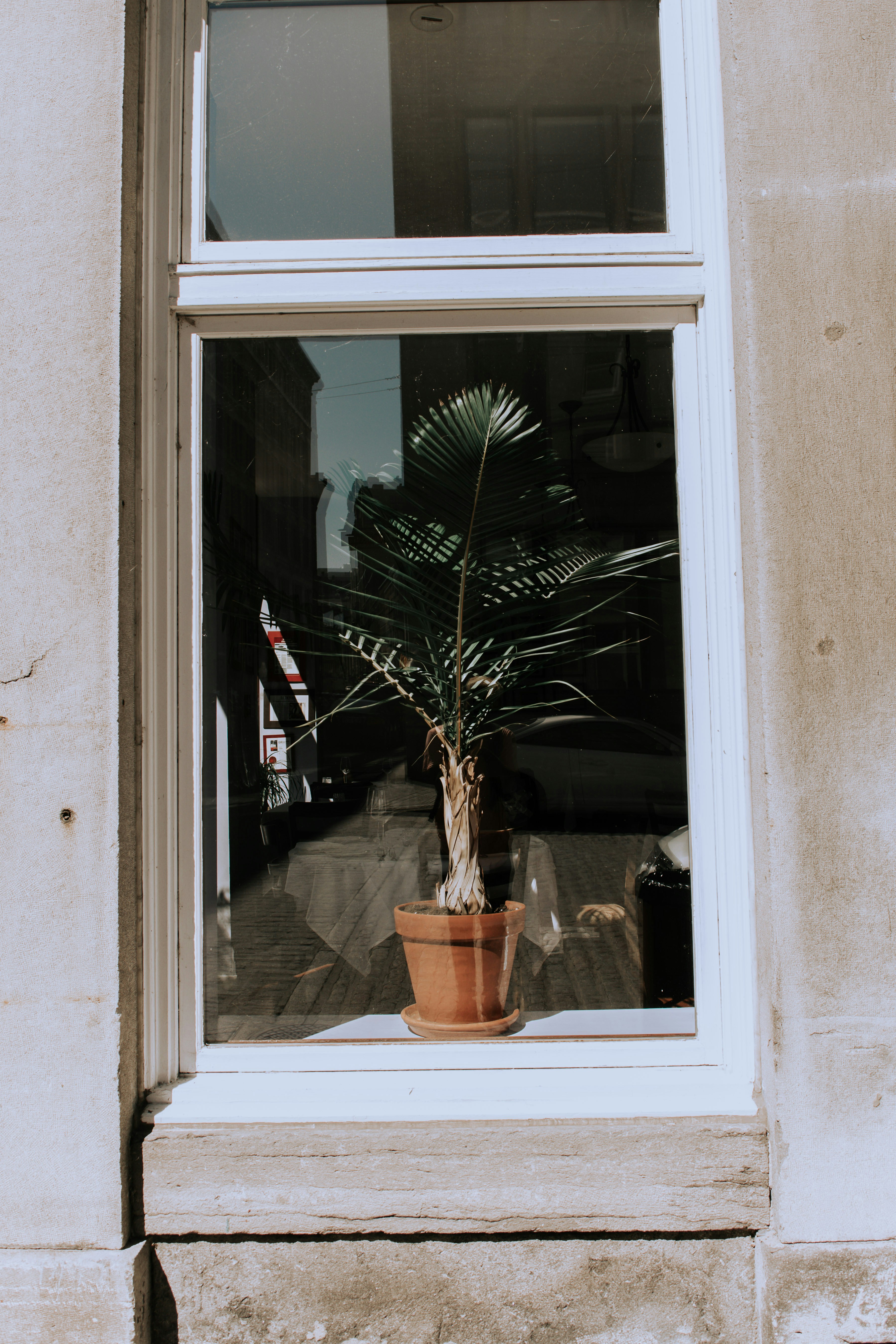 green plant in brown clay pot