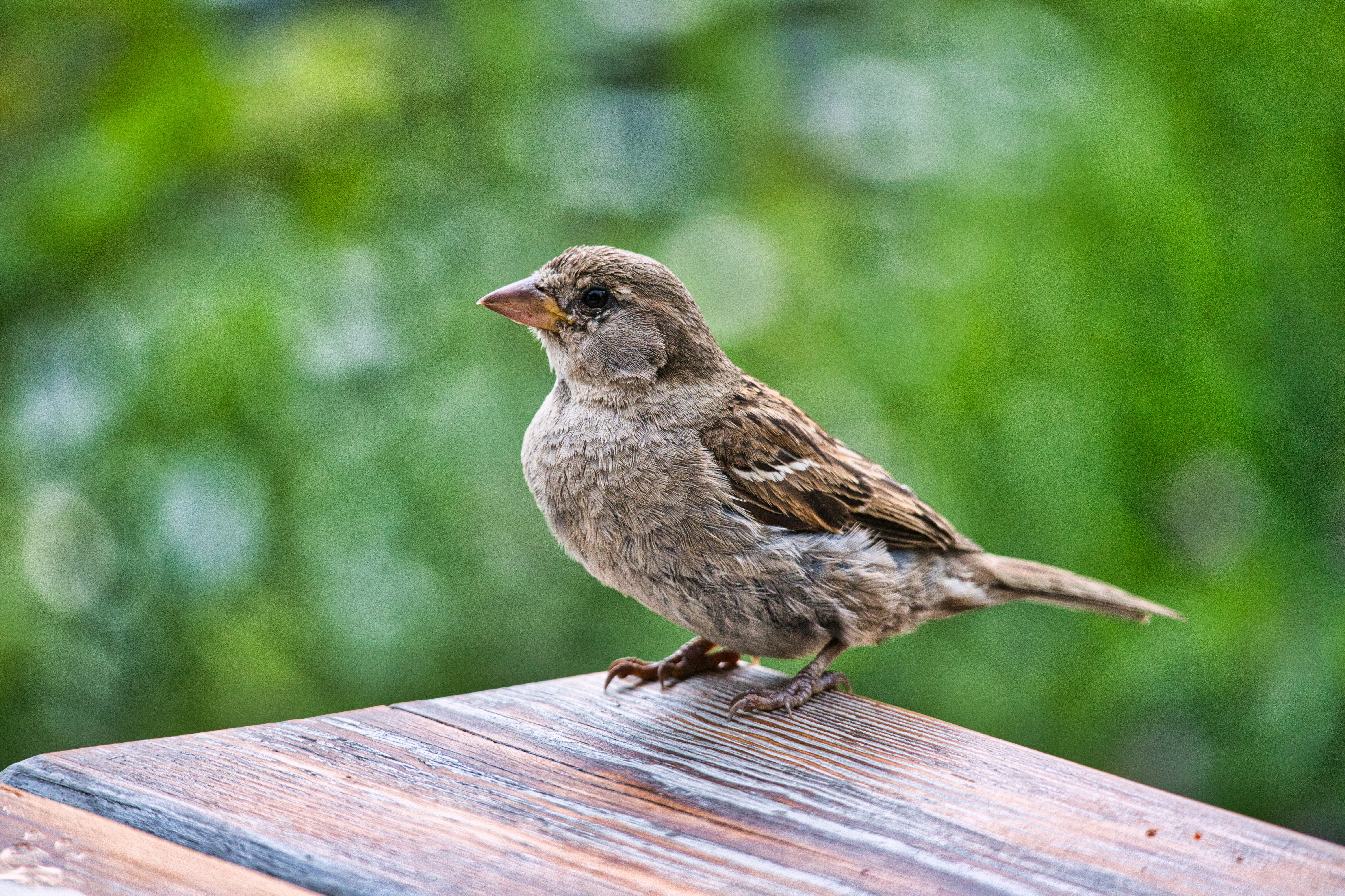 brown and white bird on brown wooden fence during daytimeMoises Gonzalez
