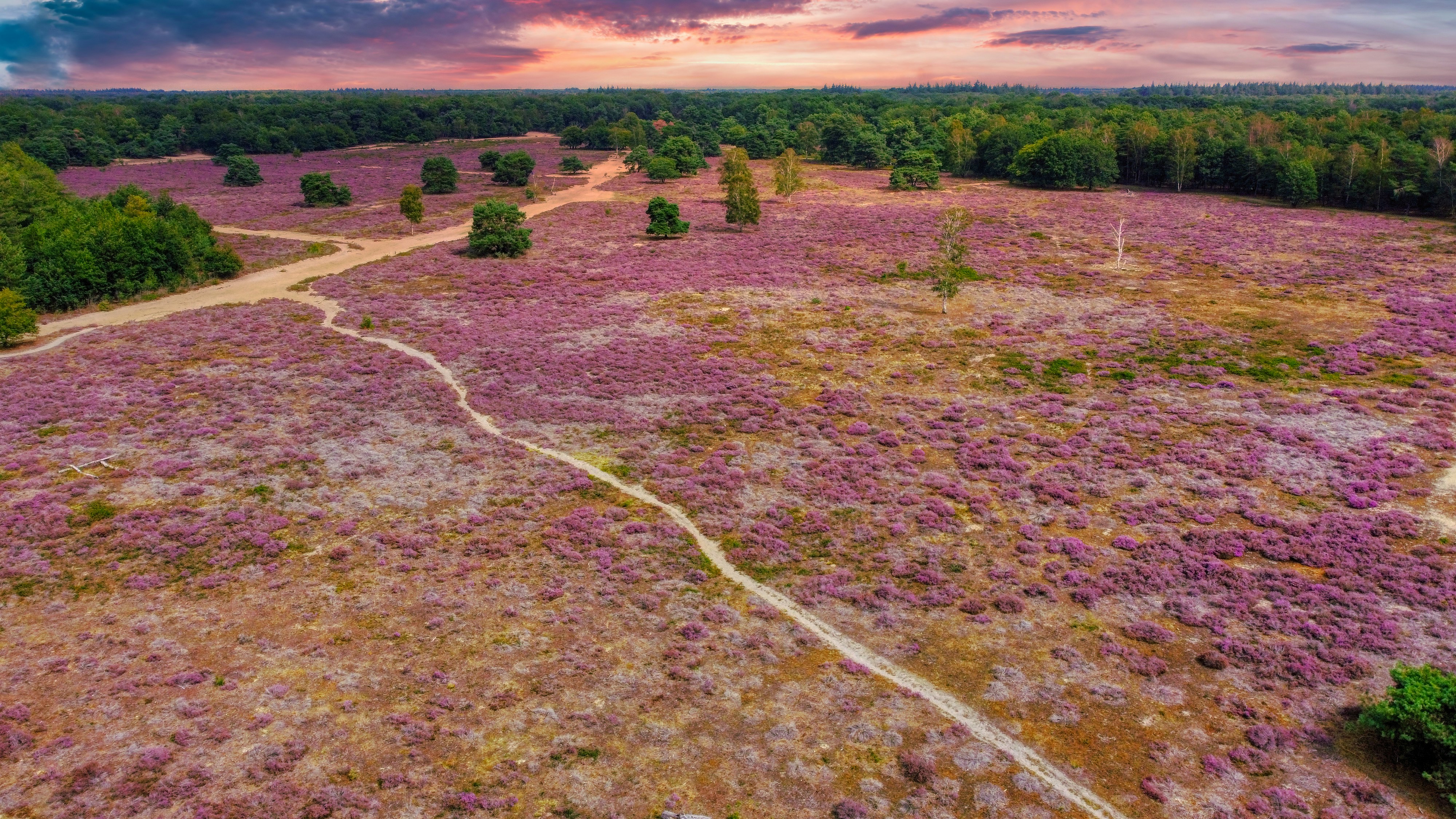 Vast field of vibrant purple heather under a dramatic sky, intersected by winding paths and scattered trees. A serene landscape showcasing the beauty of nature's palette.