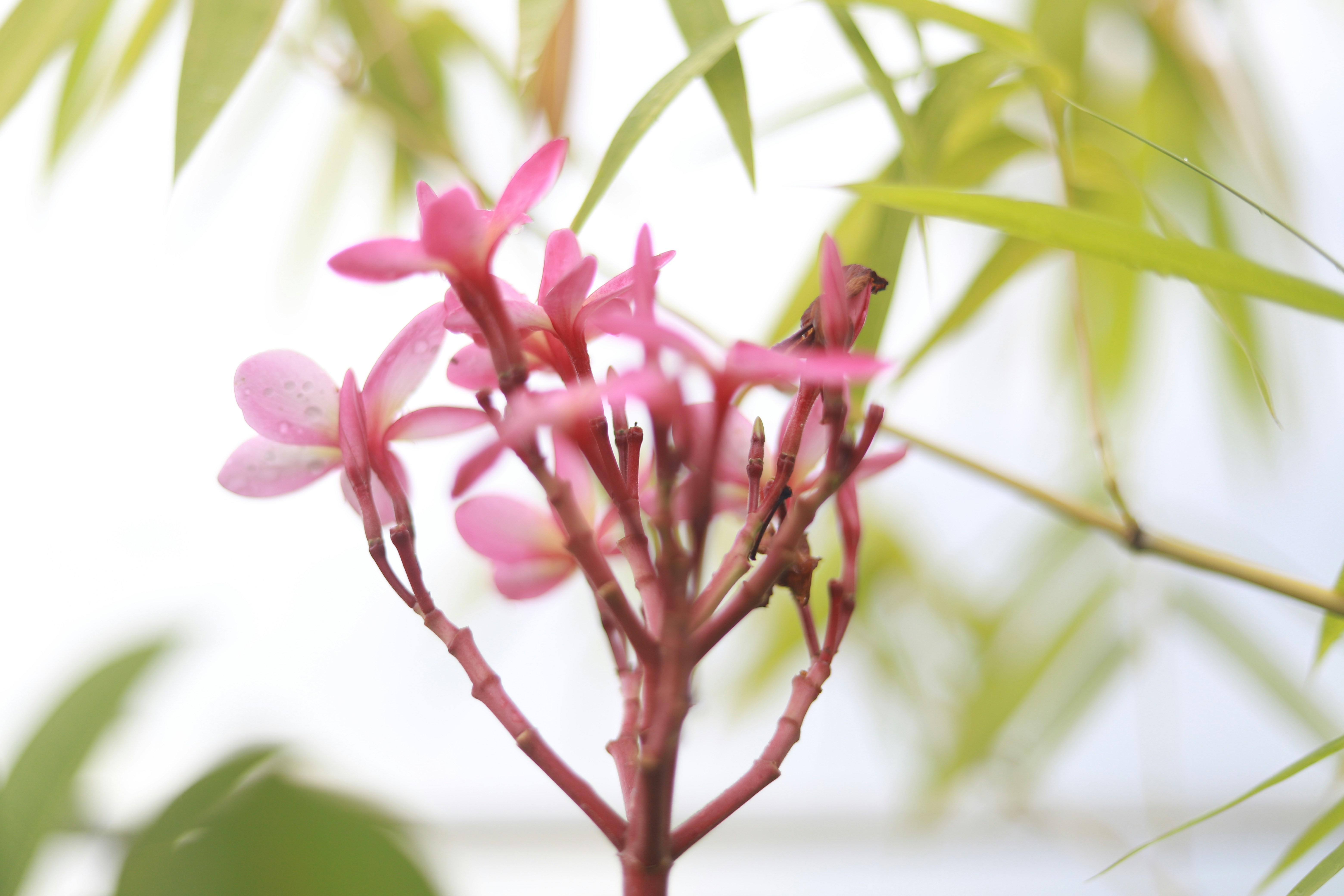 Pink orchid bouquet against sunlit green: a close-up study of delicate petals