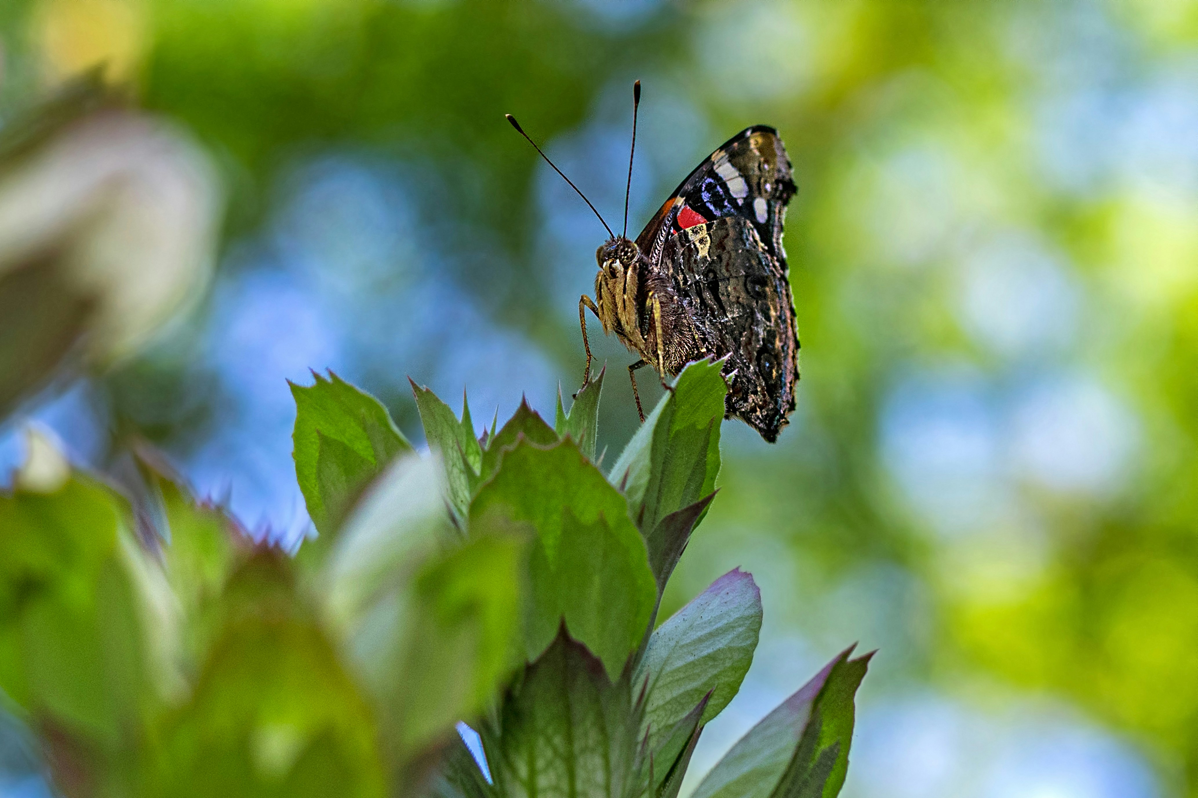 Red Admiral on sunlit foliage: a study in color and quiet