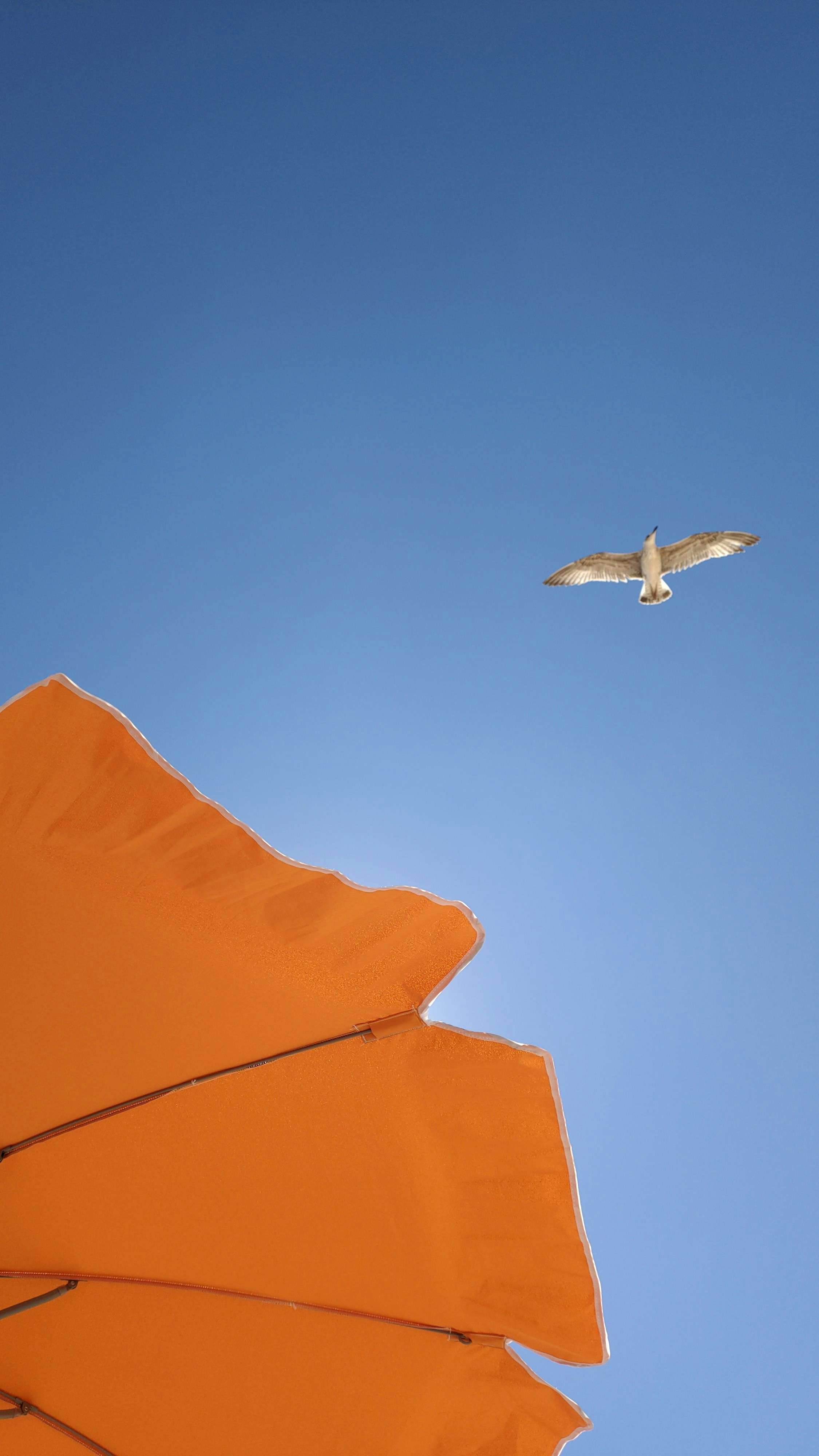 A seagull glides gracefully above a vibrant orange beach umbrella against a clear blue sky.