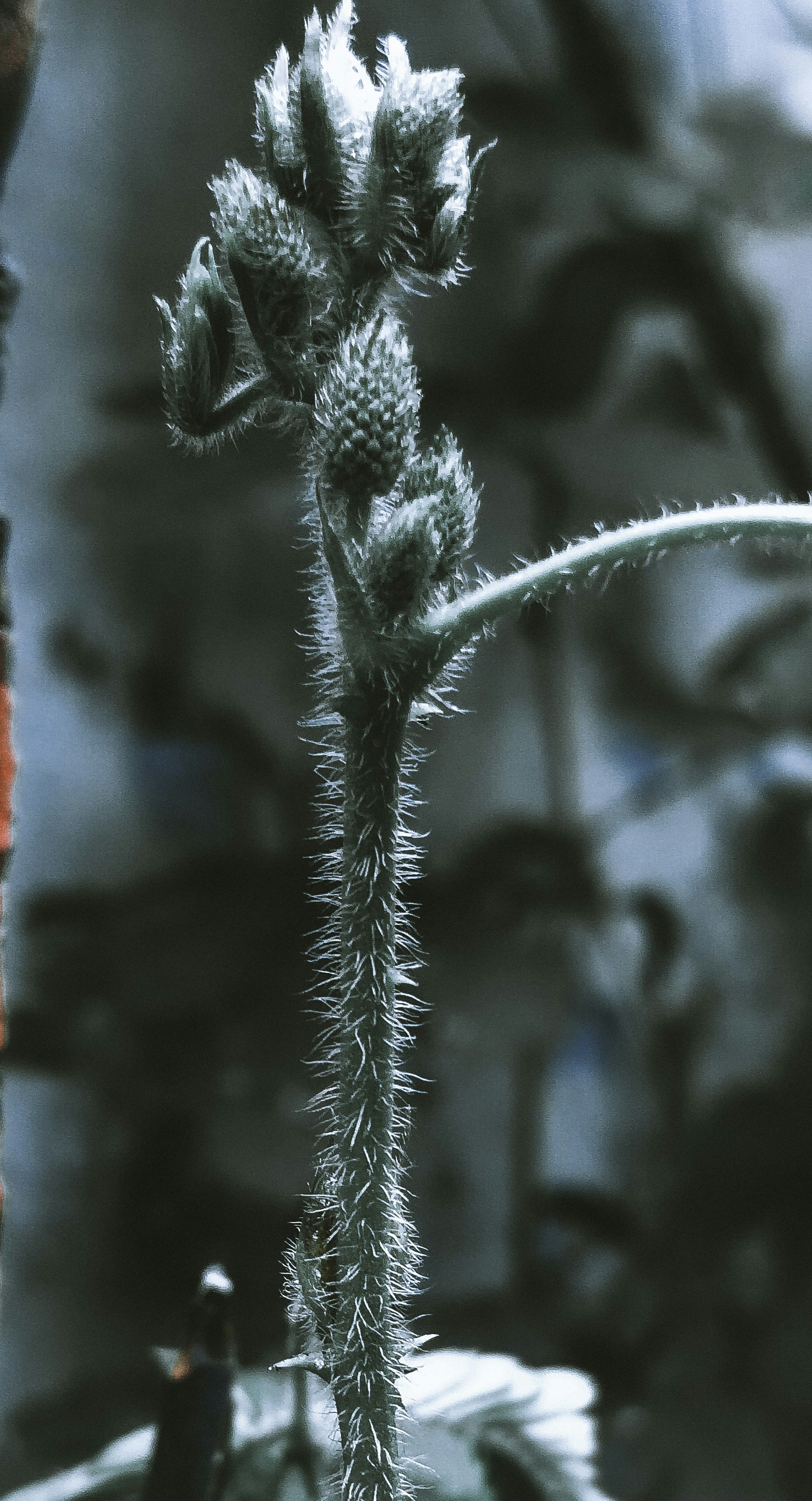 Hairy Stem in Focus: A Macro Portrait of Plant Texture