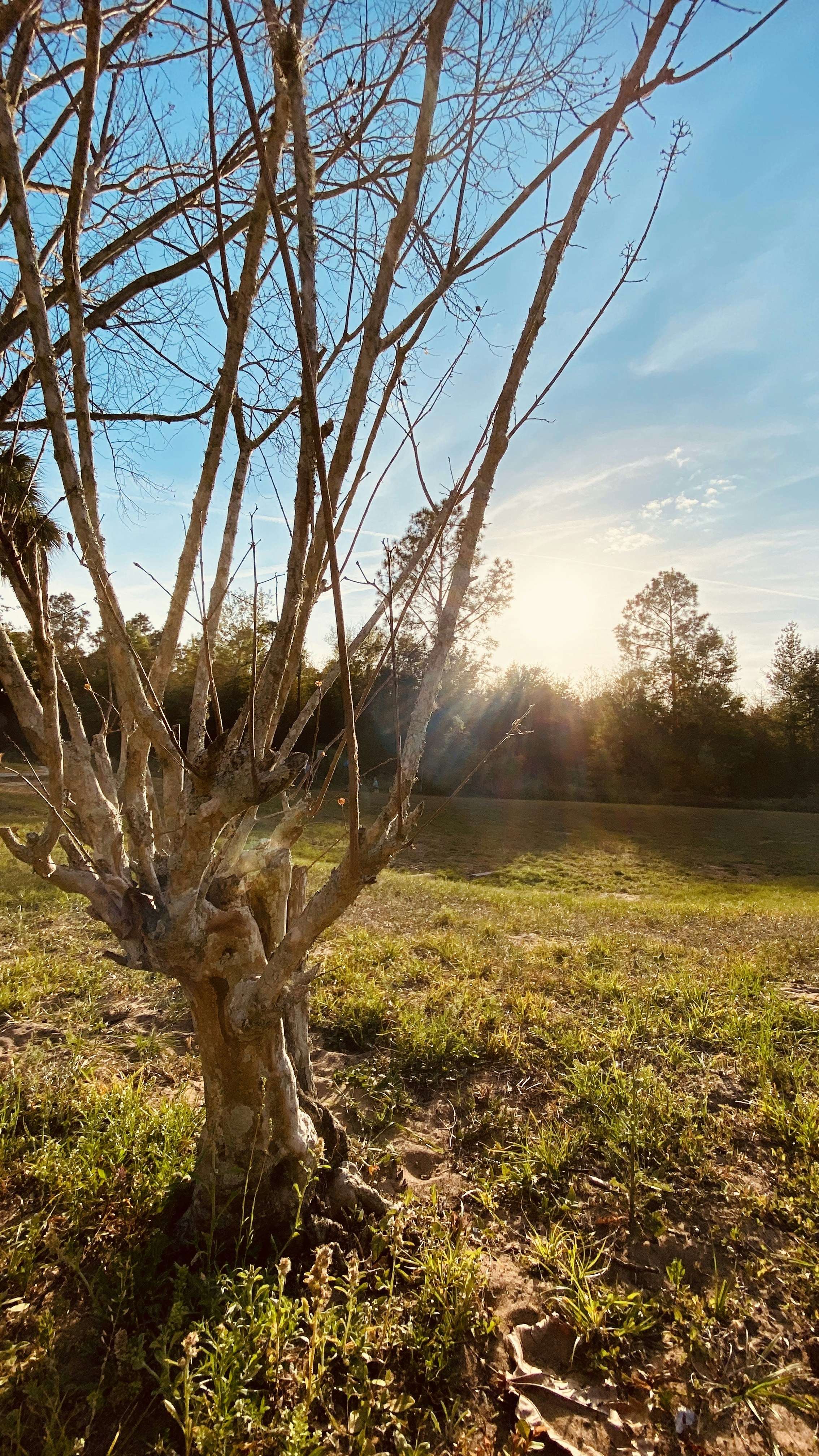 Sunlit Tree in an Open Field