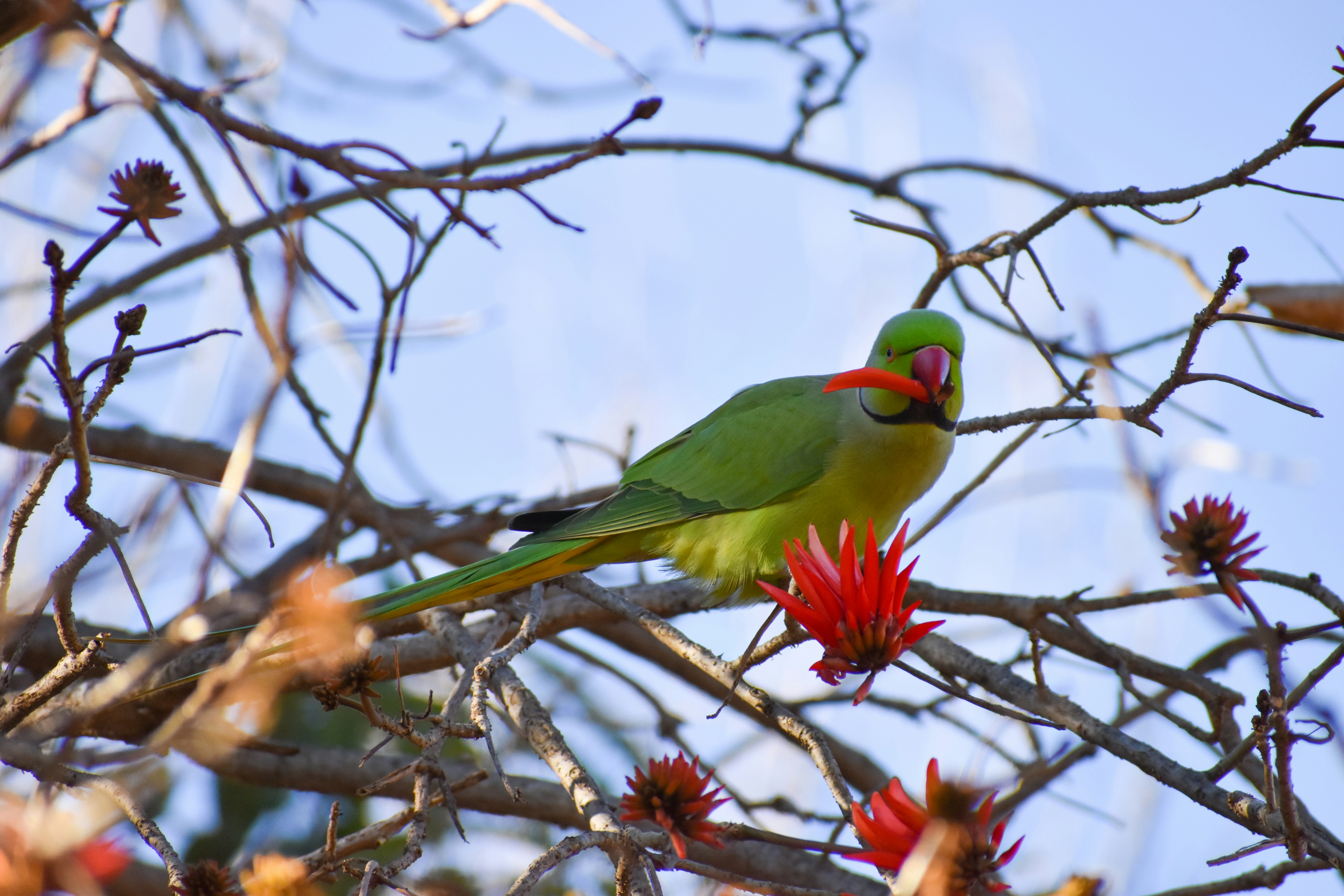 Vibrant green parrot perched among blooming red flowers, showcasing a colorful interaction with nature.