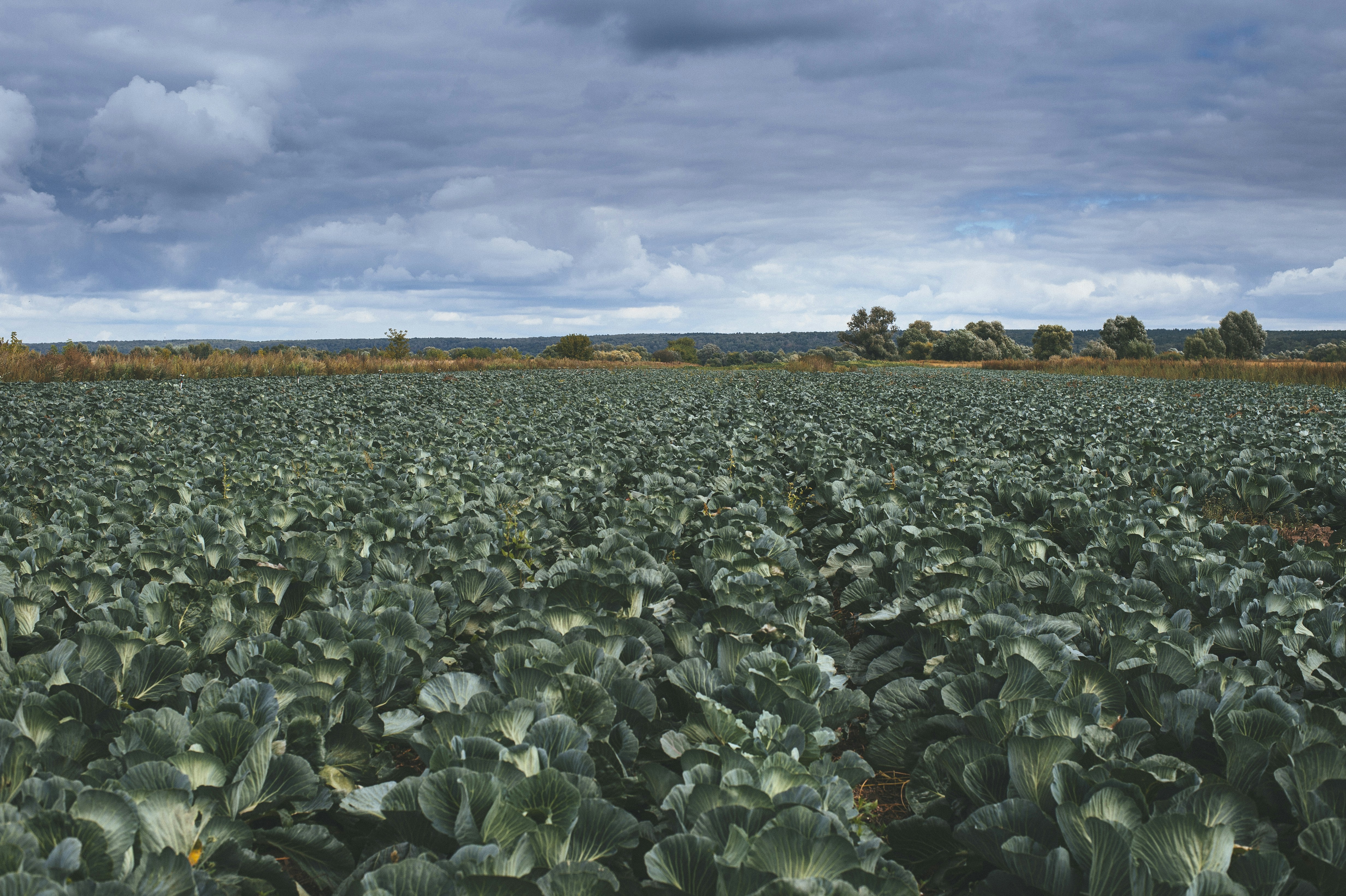 Expansive field of lush green cabbage plants stretching towards a cloudy horizon. The scene captures the essence of agricultural abundance.