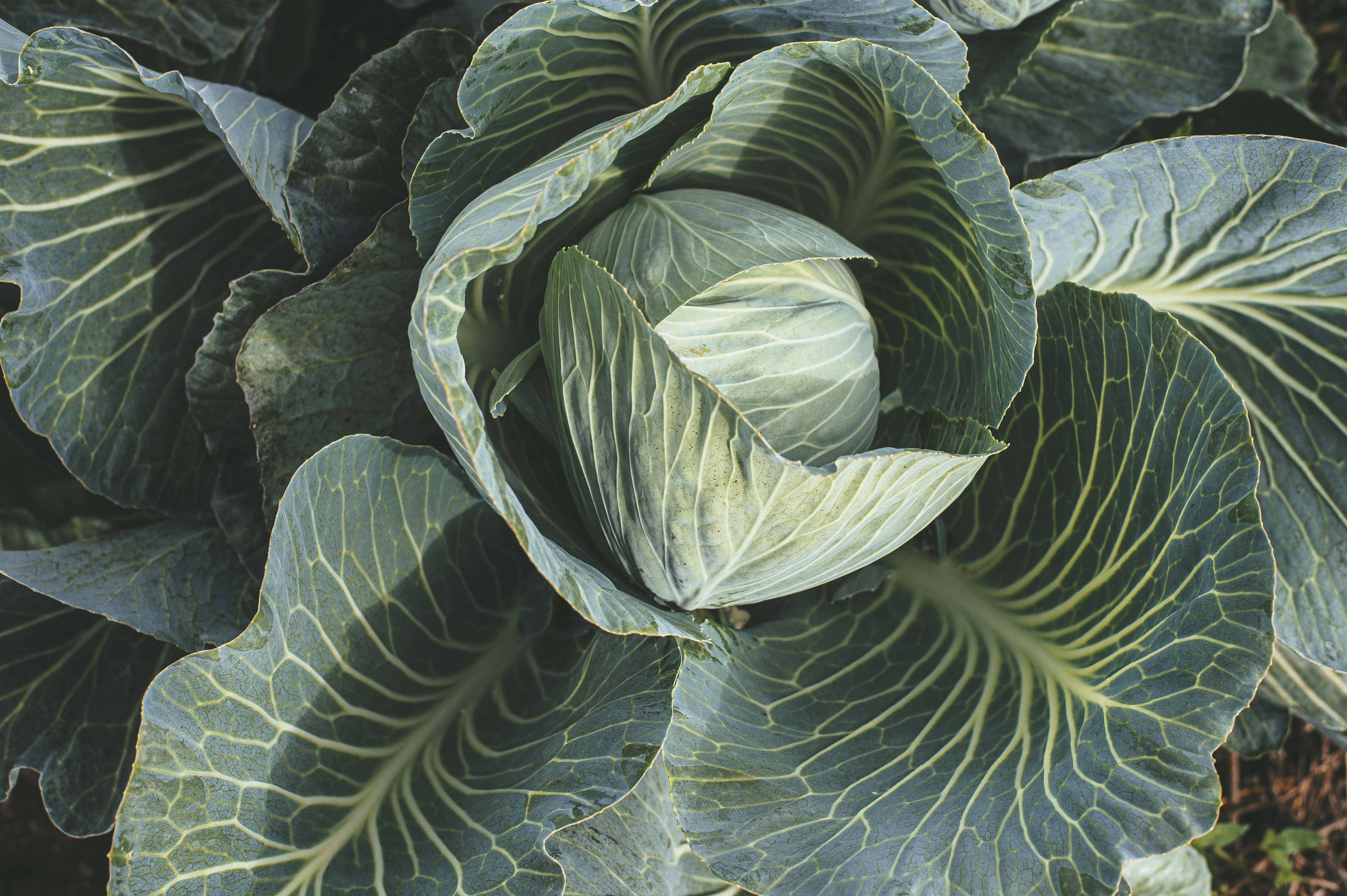 Close-up of a vibrant green cabbage with tightly curled leaves, showcasing its intricate patterns and textures.