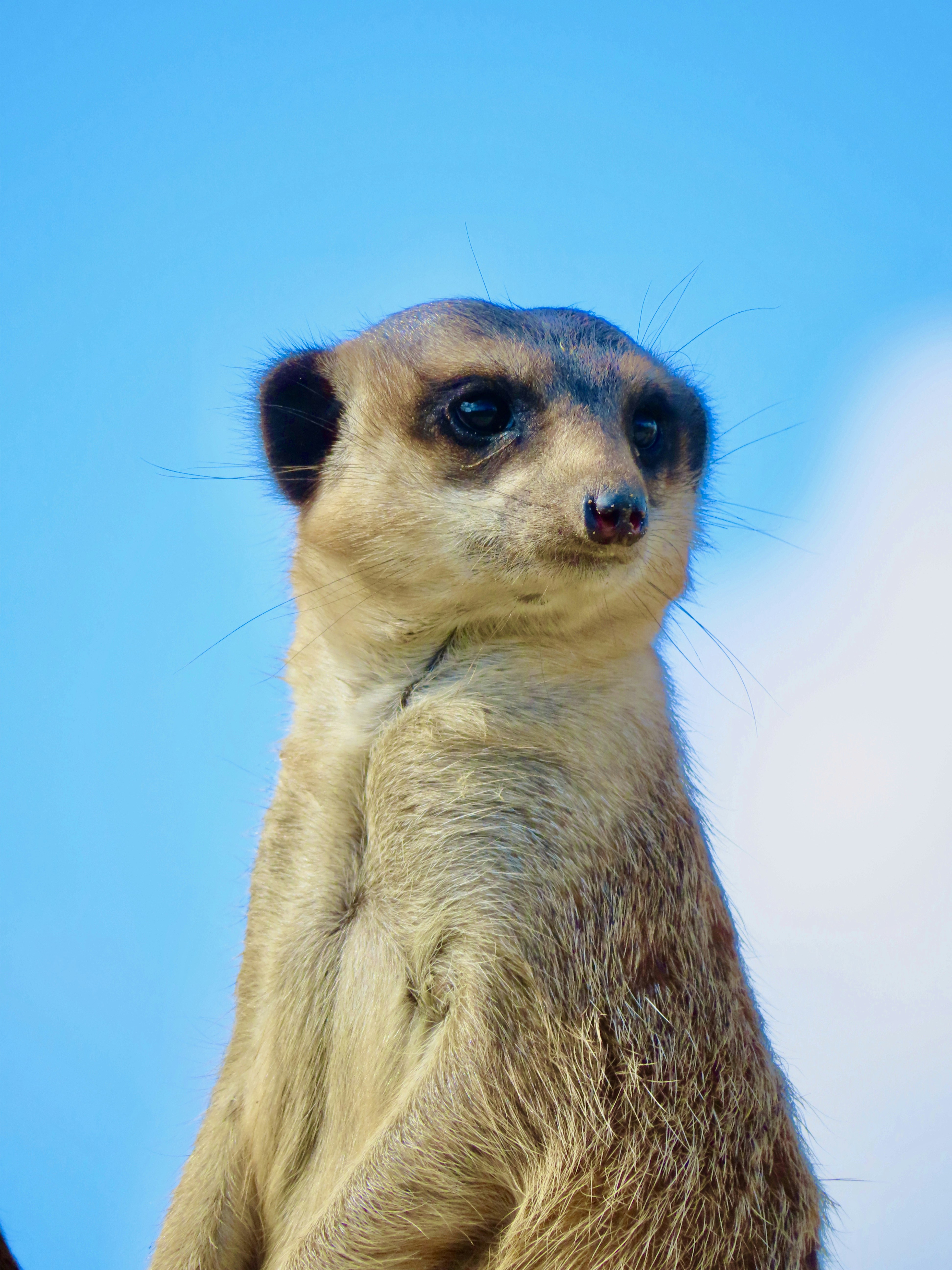A meerkat stands alert against a clear blue sky, embodying the essence of vigilance in its natural habitat.