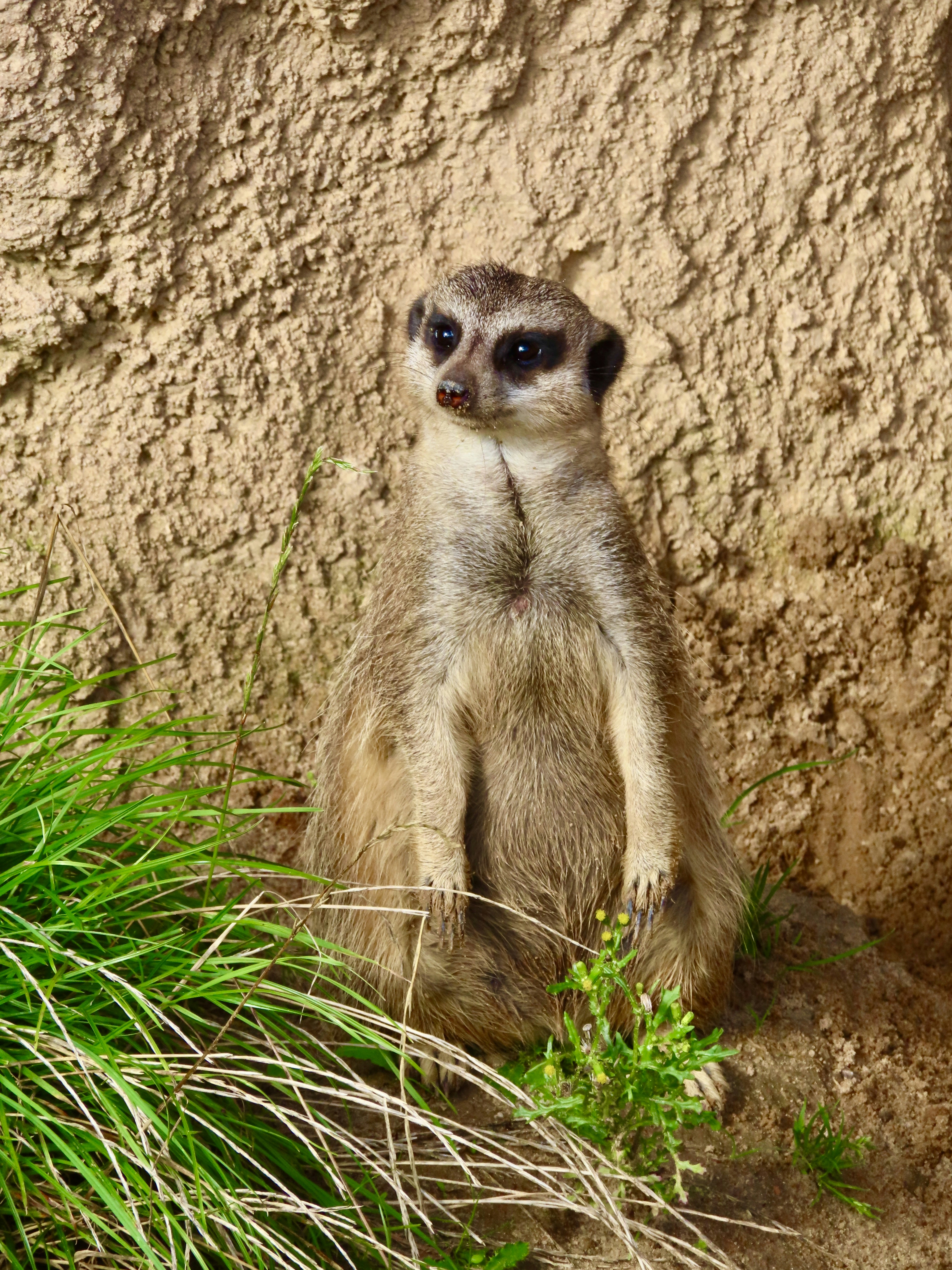 A meerkat standing upright amidst sparse vegetation, observing its surroundings with keen awareness.