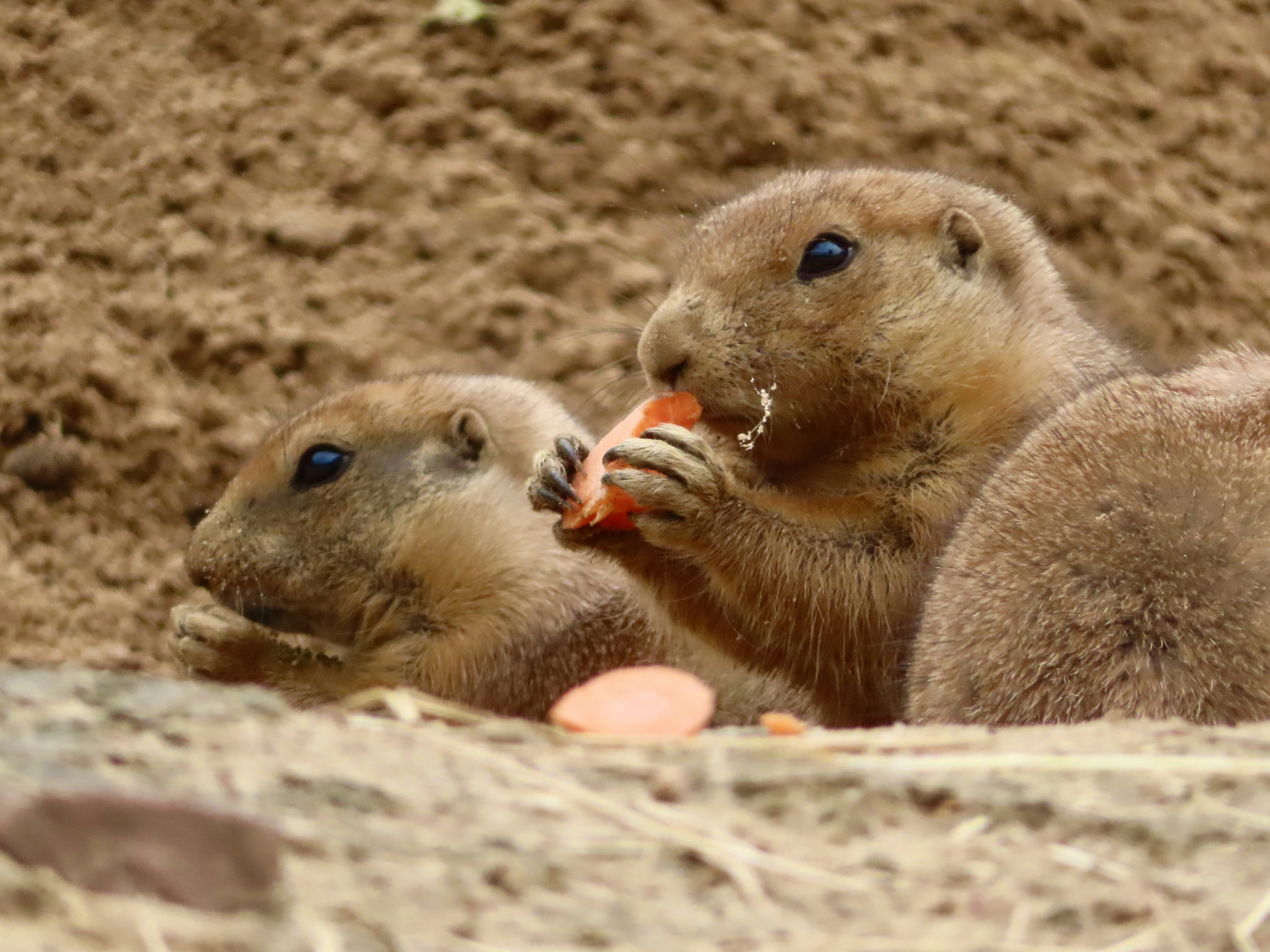 Two prairie dogs nibbling on carrot slices in a sandy habitat.
