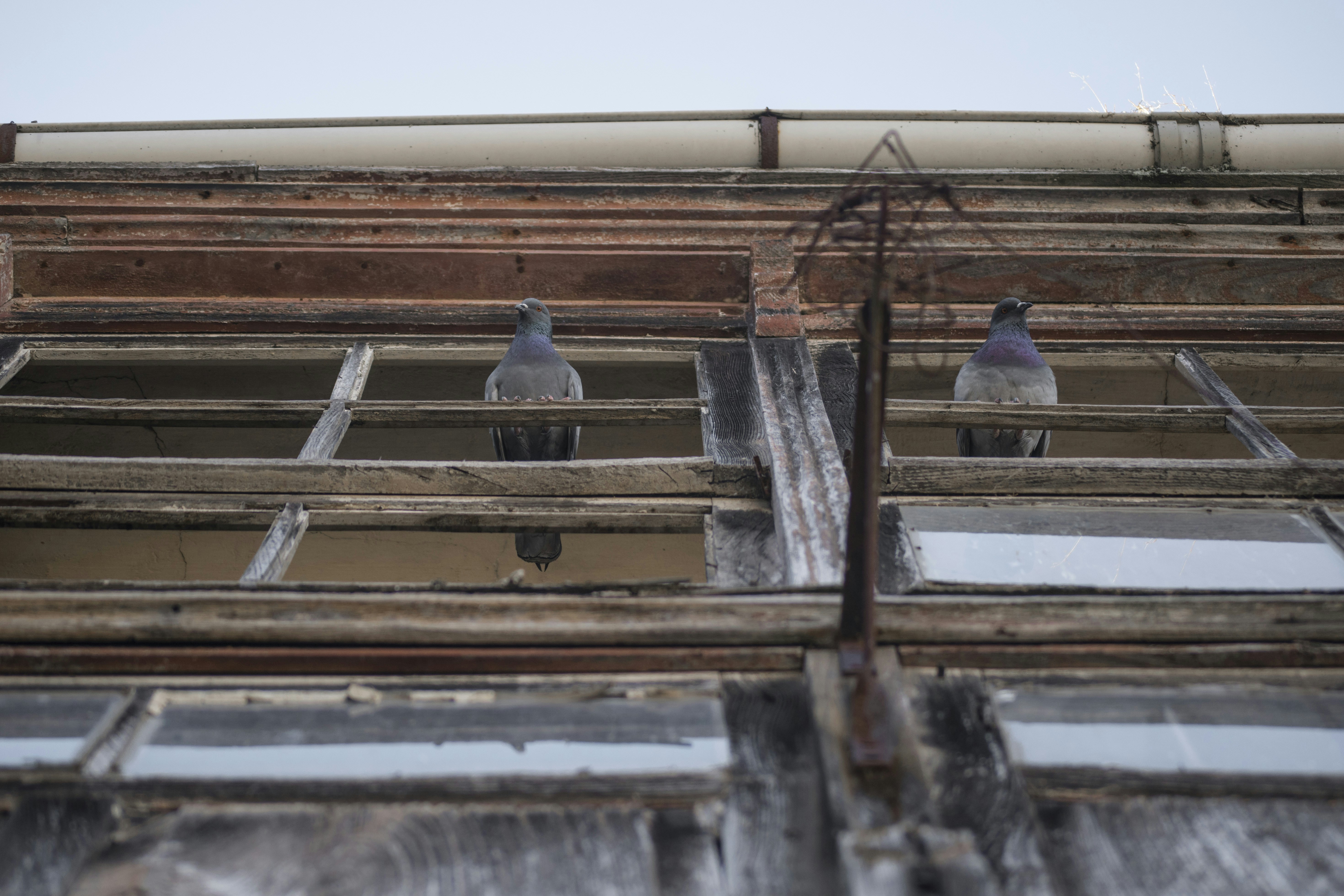 Rust and Vigil: Two Pigeons on a Weathered Balcony