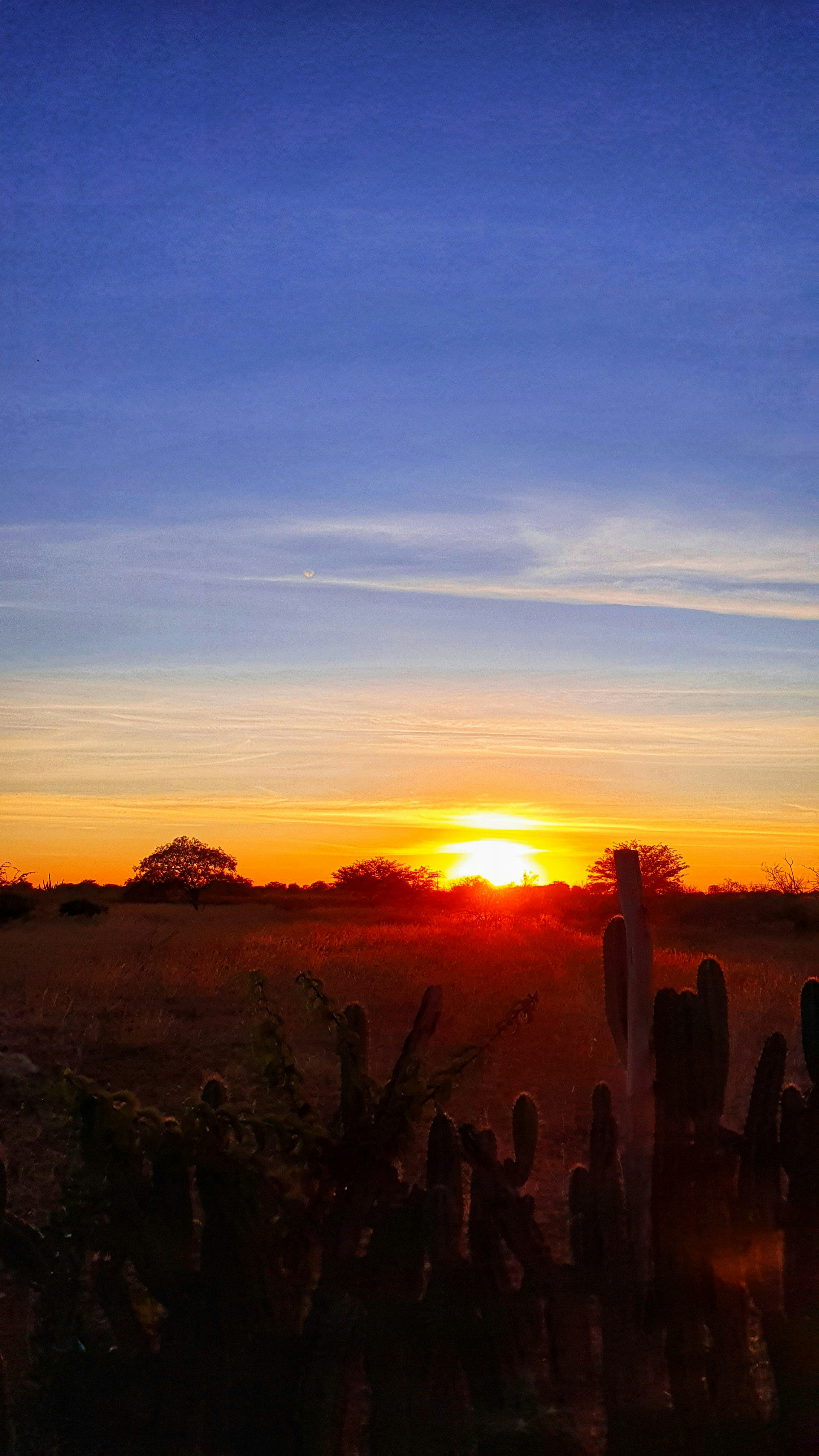 Sertão | 13 best free sertao, outdoor, brazil and plant photos on Unsplash