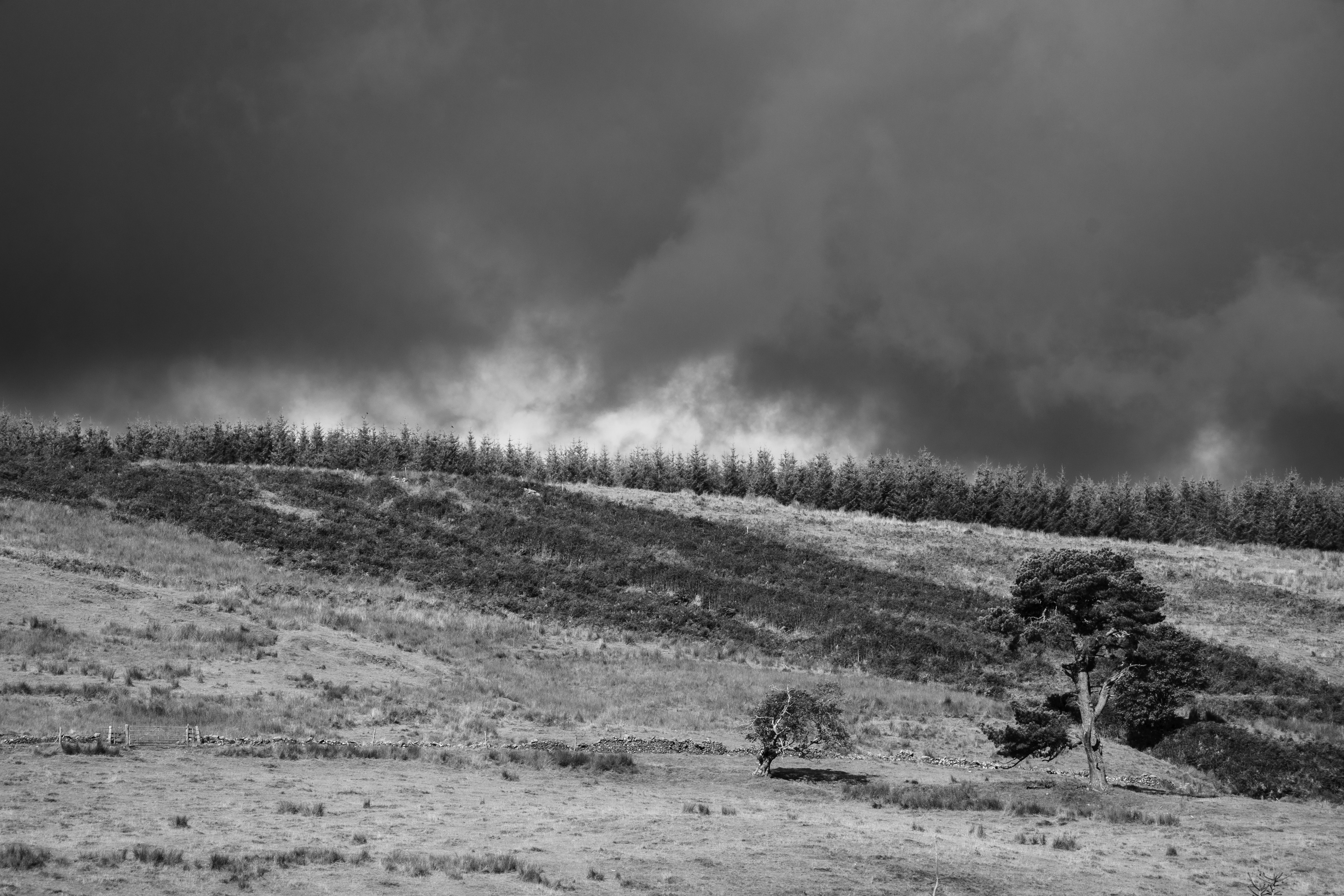 Grayscale landscape with a lone tree in a grassy field under dramatic cloud cover.