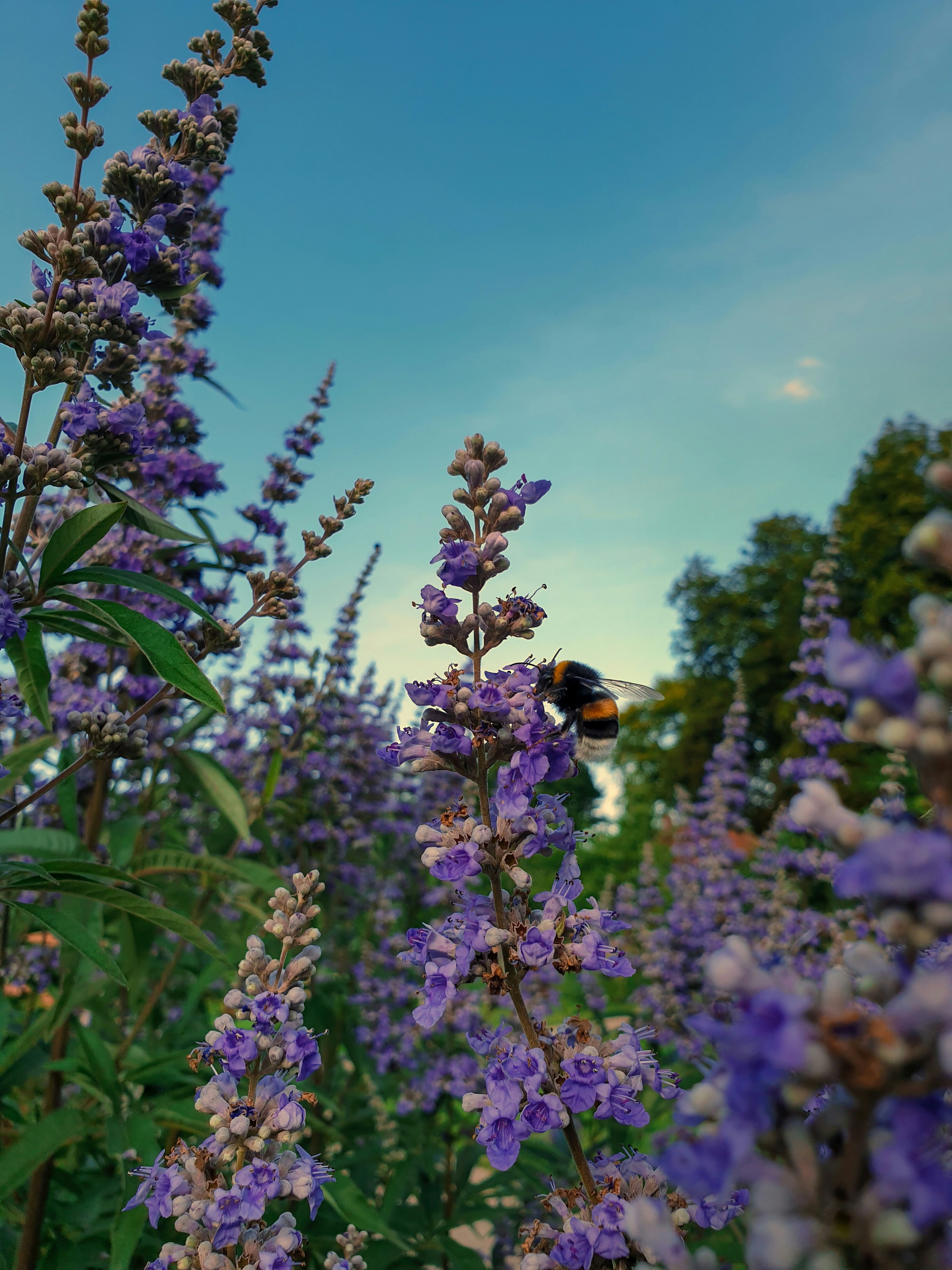 Bee on Lavender: Morning Light Among Purple Spires