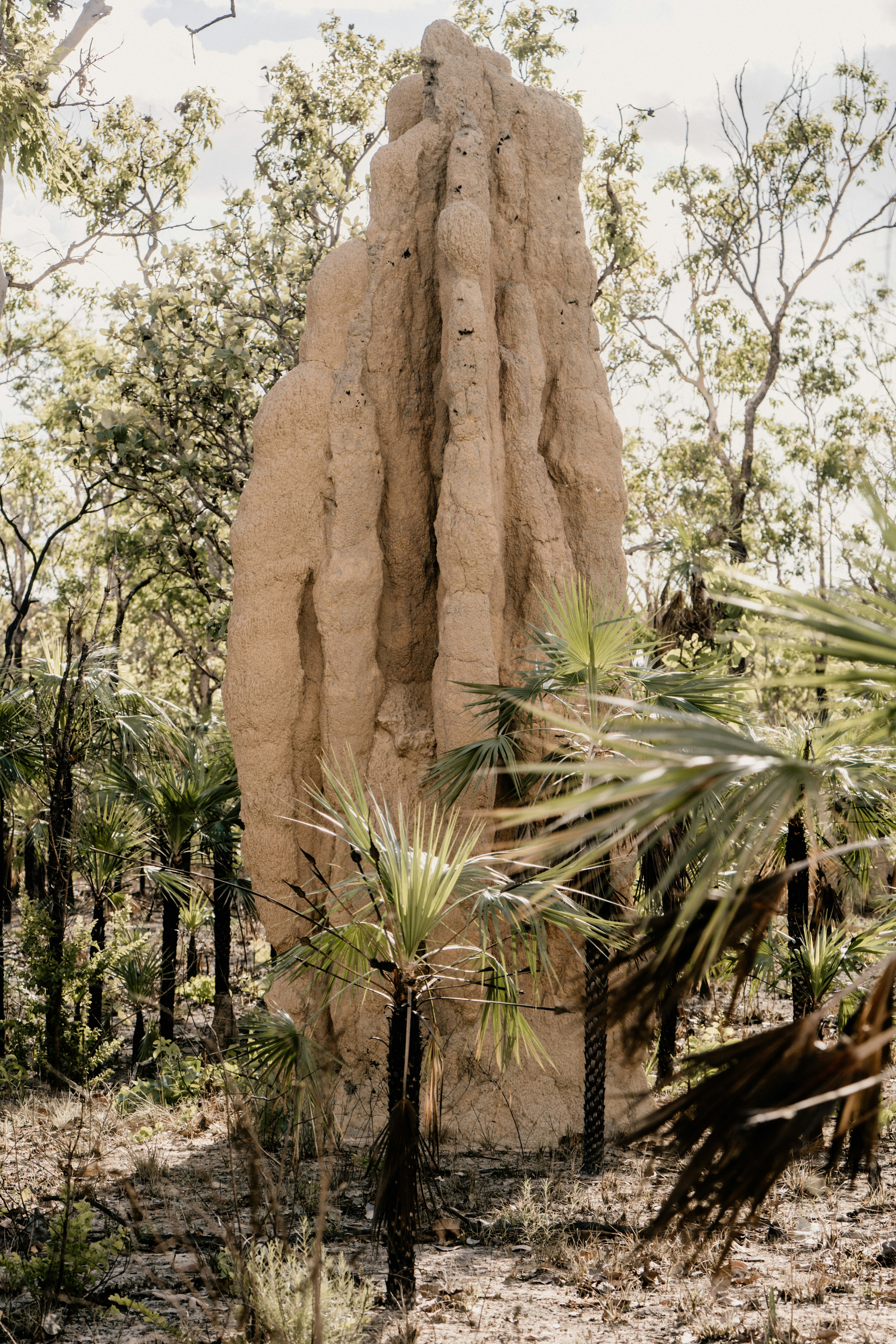 Erosion's Sentinel: Desert Pillar Framed by Palm Fronds and Fence