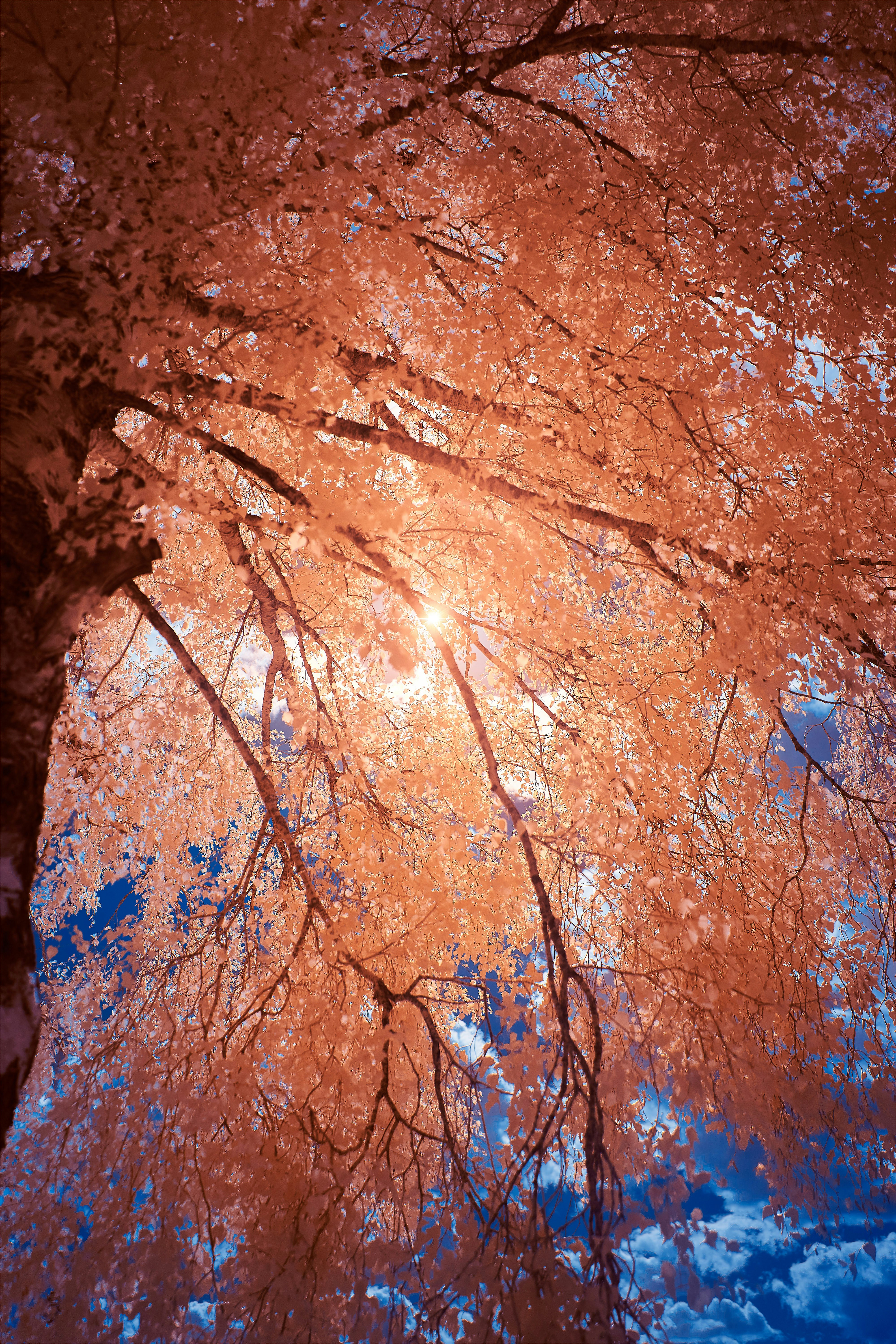 Crimson Canopy: Sunburst Through a Fiery Leaf Lattice
