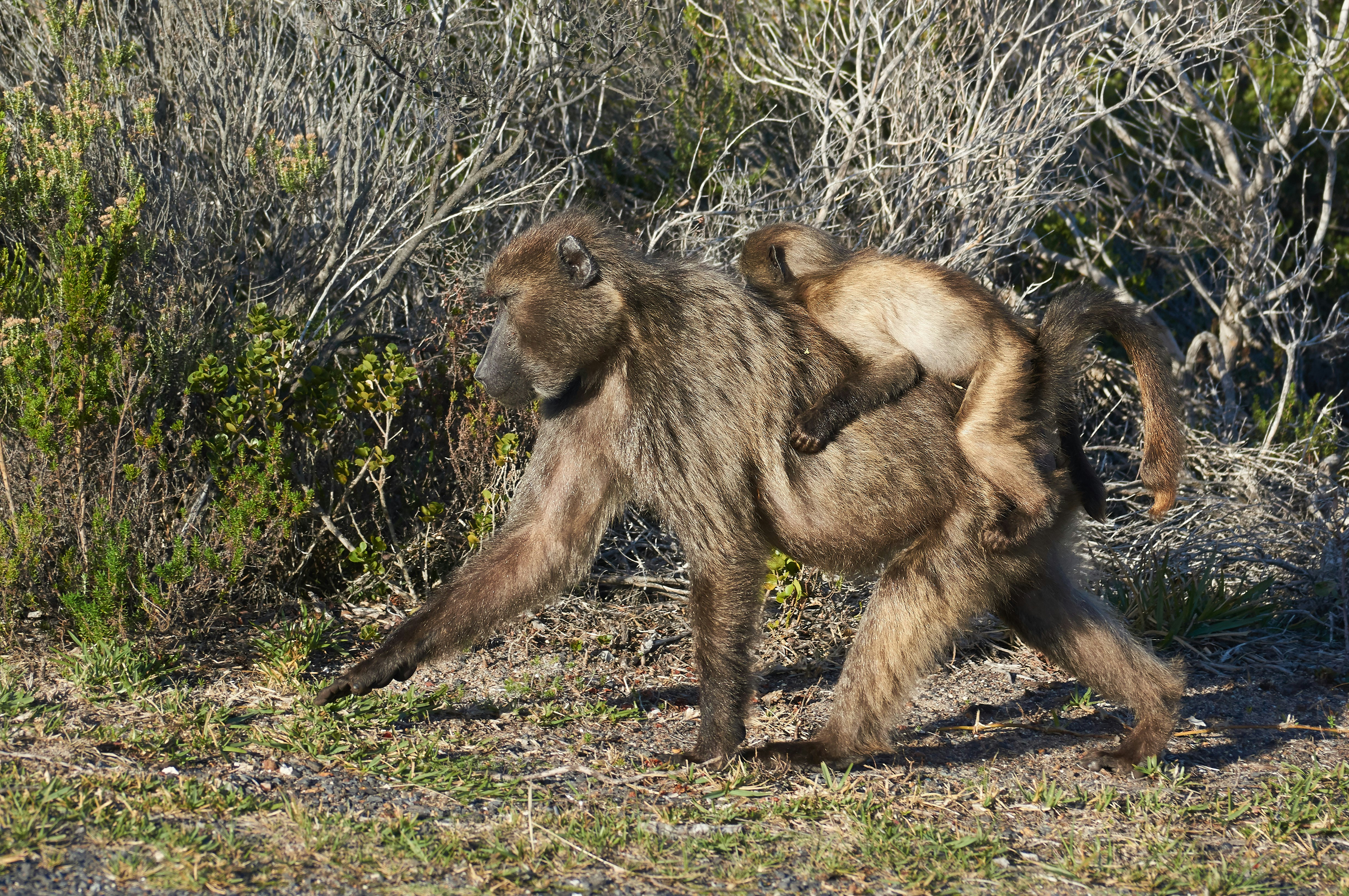 brown monkey sitting on brown grass during daytime