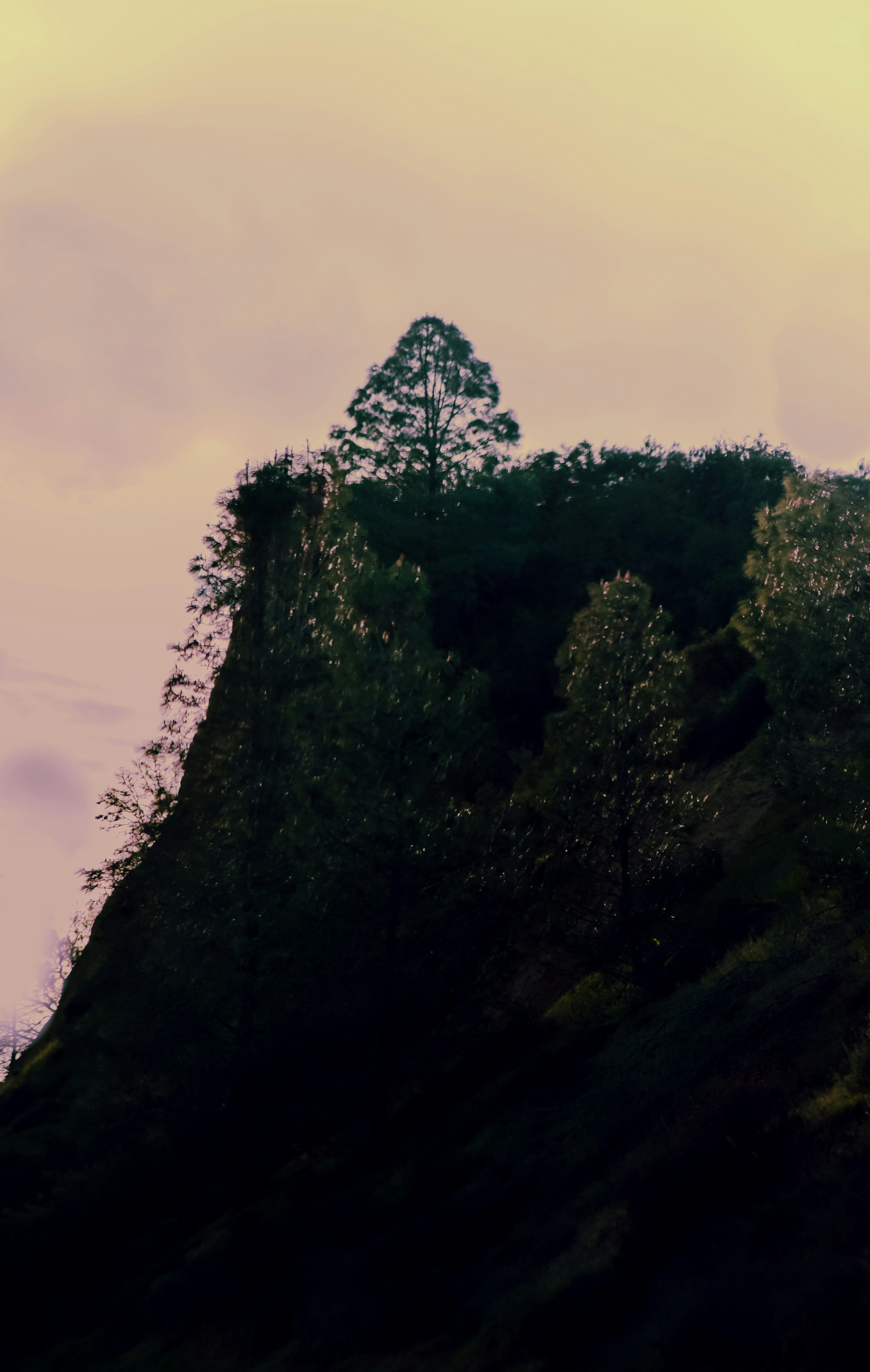 Silhouetted trees atop a rugged cliff against a pastel sky at twilight.