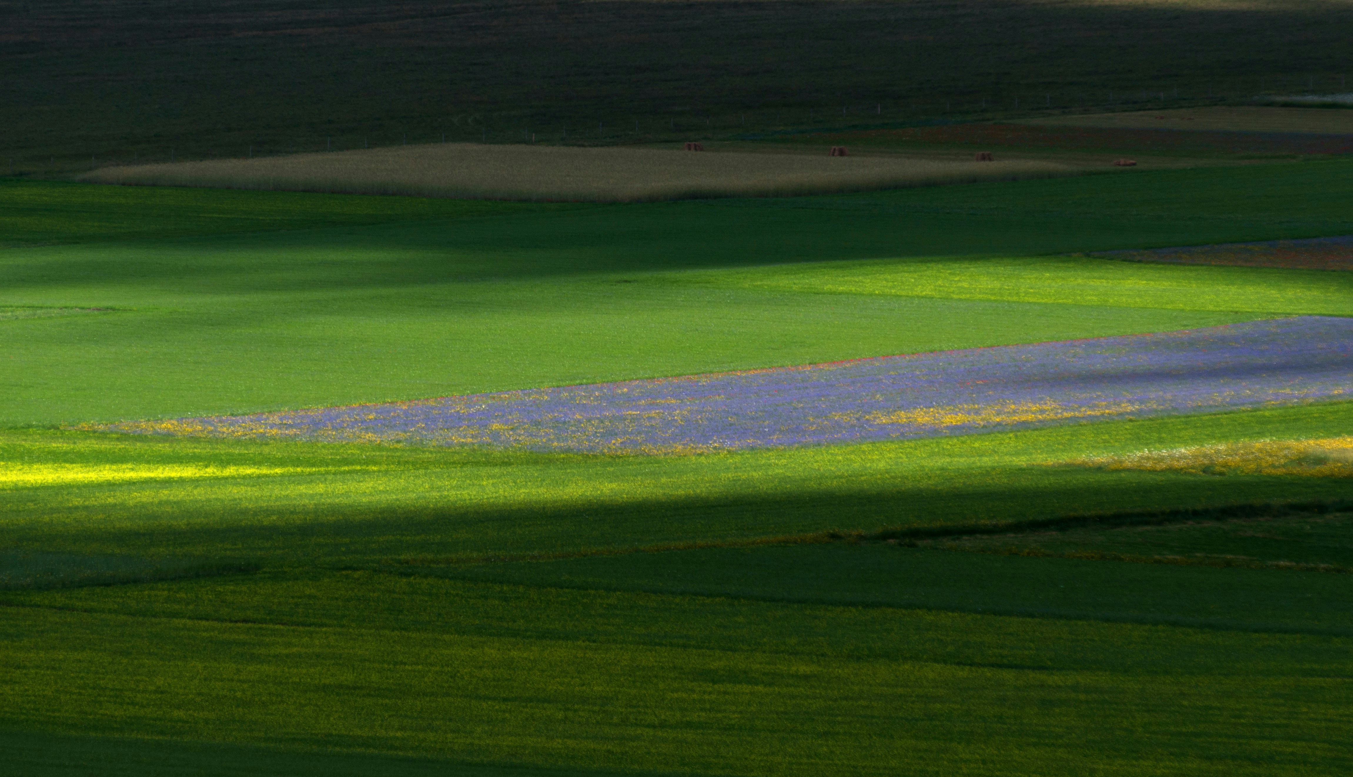 Lavender Ribbon Across a Rolling Prairie