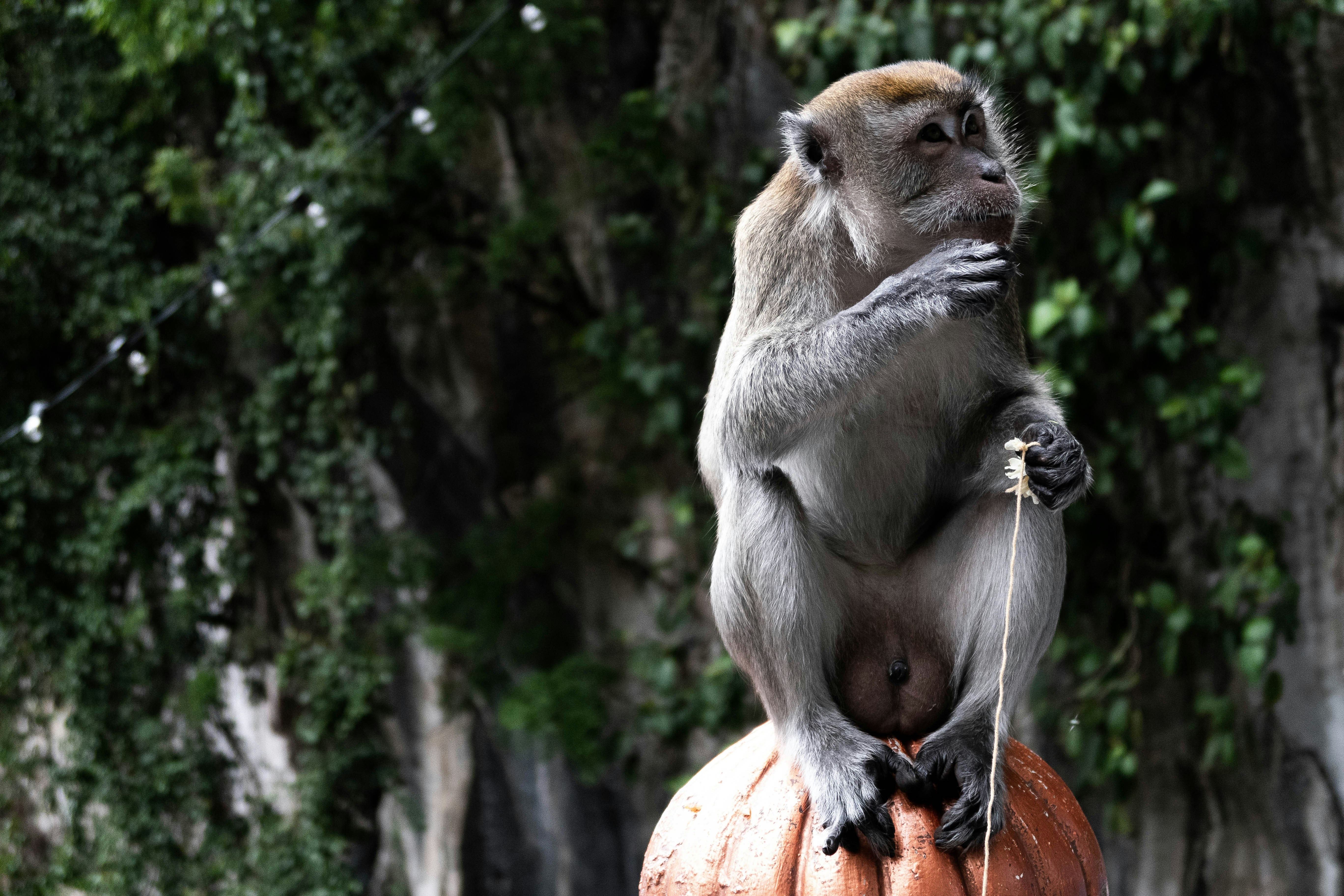Primed on a Pumpkin: A Curious Monkey Strikes a Pensive Pose