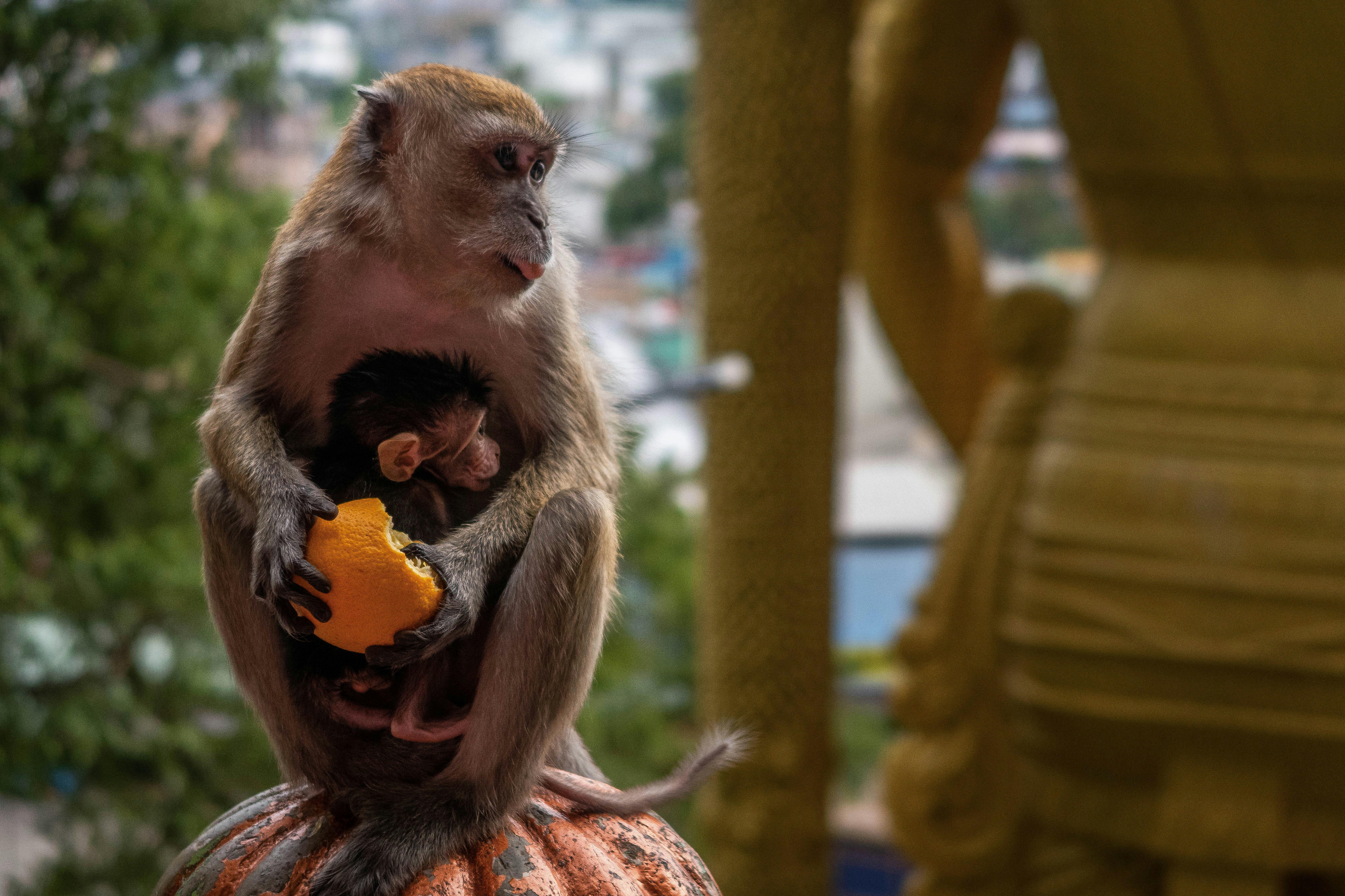 Mango Moment: Mother Macaque with Infant in a Golden-Statue Backdrop