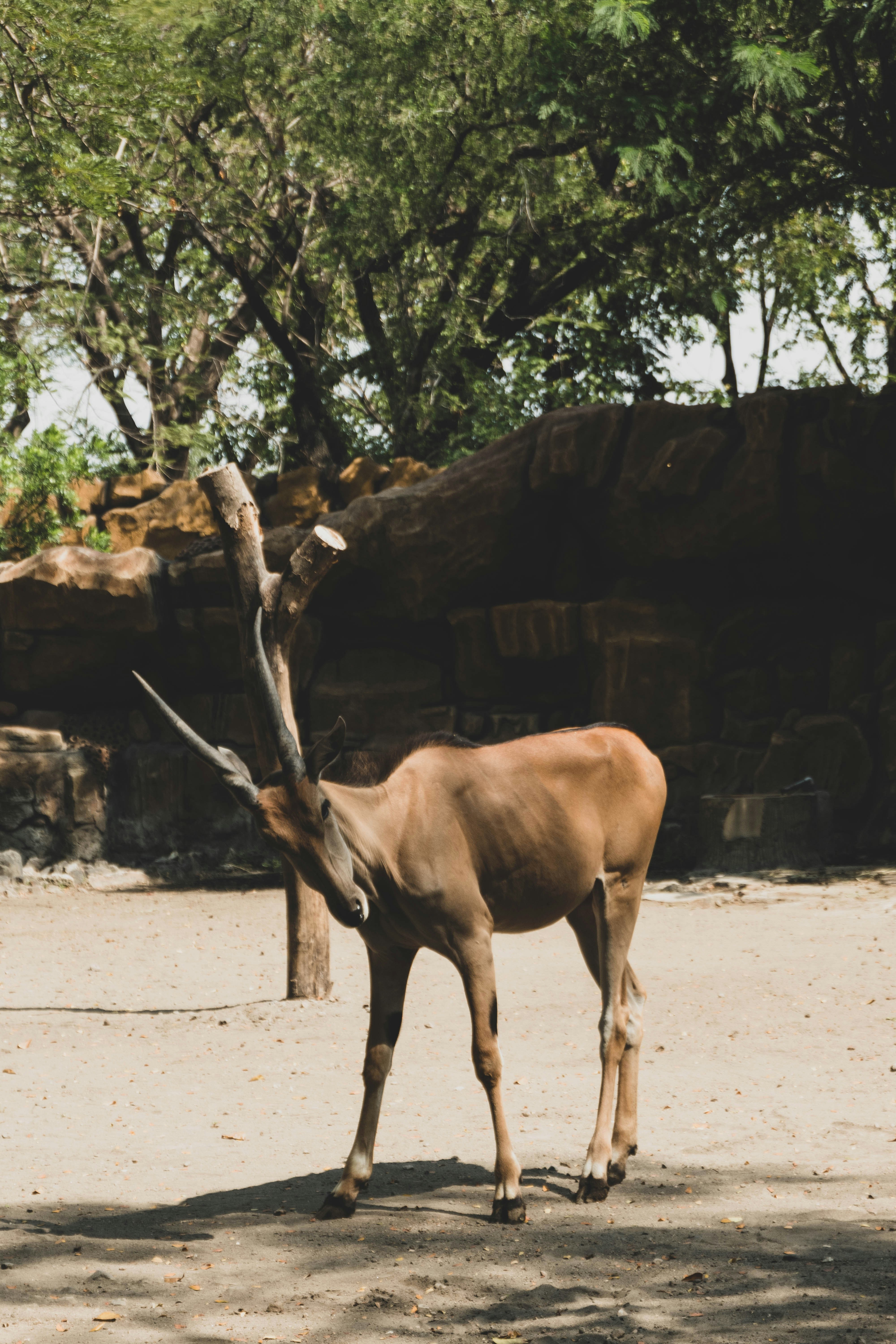 Antlered Stroll: A solitary deer under dappled shade