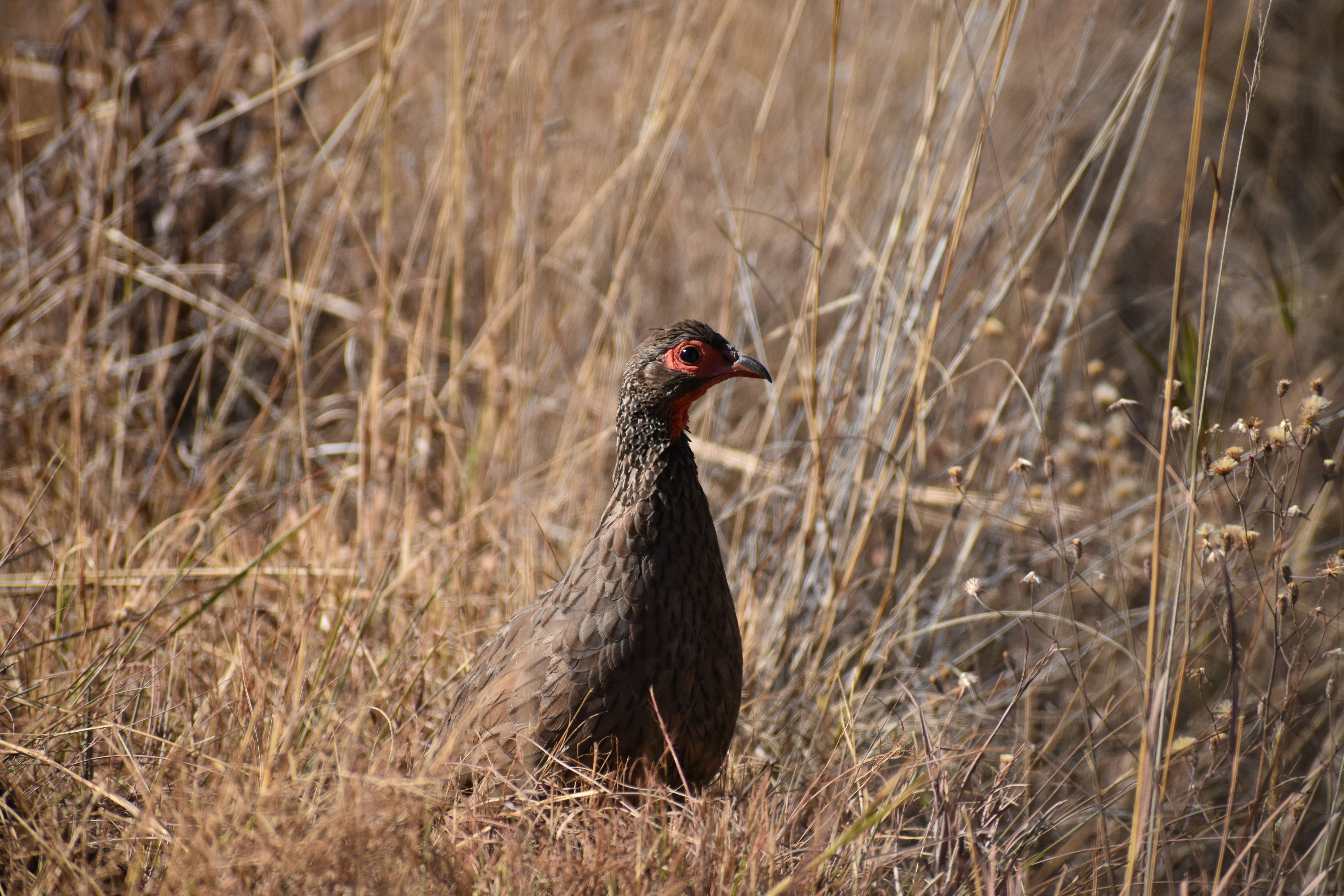 Black and red bird standing in dry brown grass during daytime.