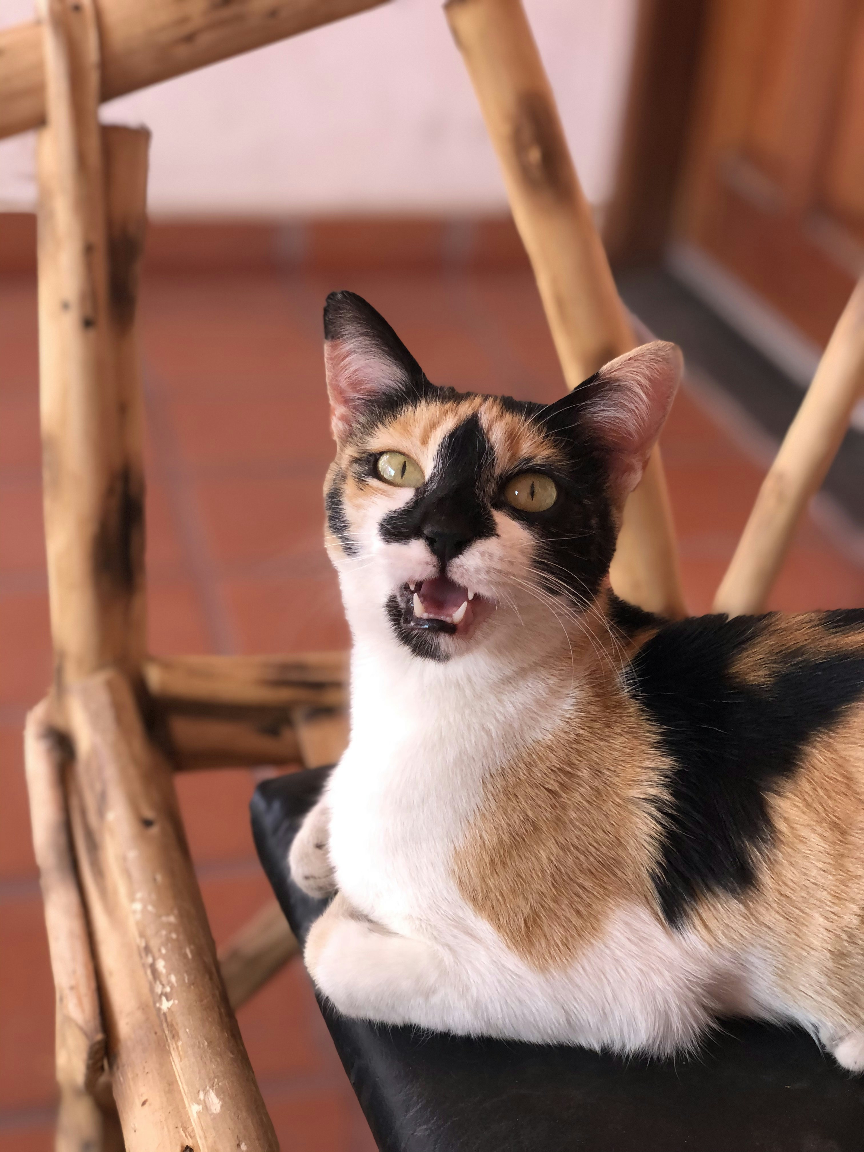 Calico Cat’s Curious Open-Mouthed Moment on a Bamboo Frame