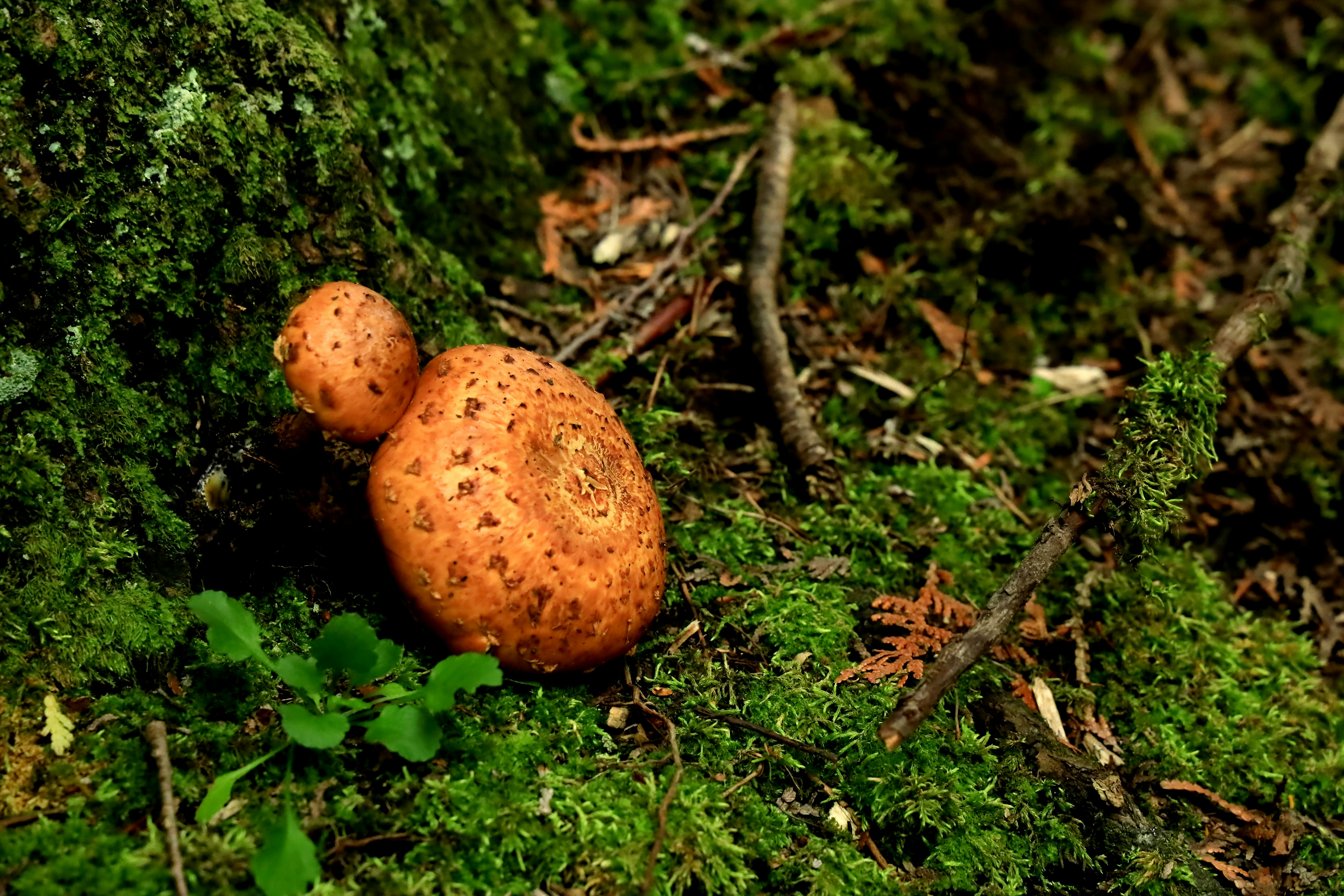brown mushroom on green grass