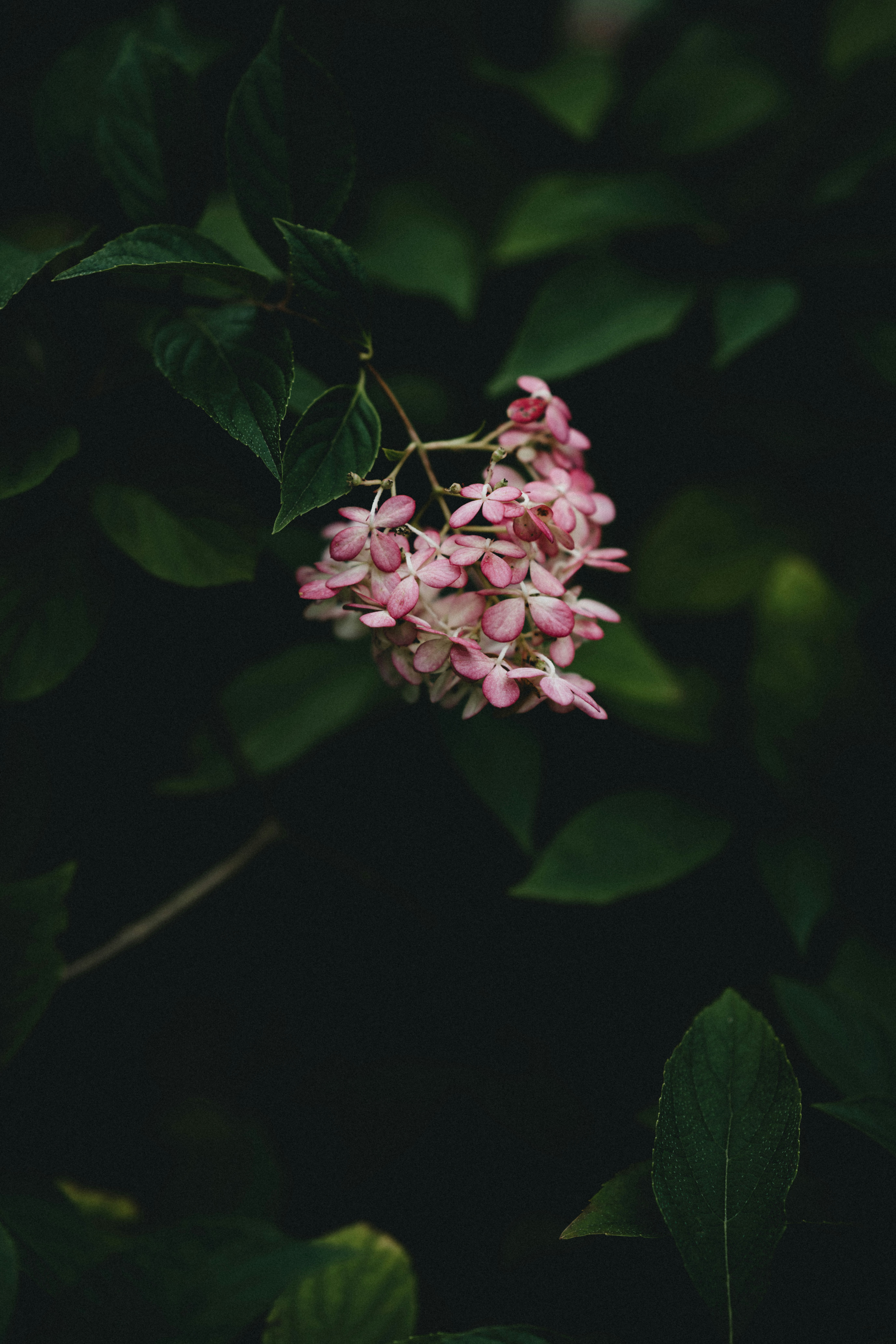 Delicate pink flowers cluster amidst rich green foliage, creating a serene contrast in a dimly lit environment.