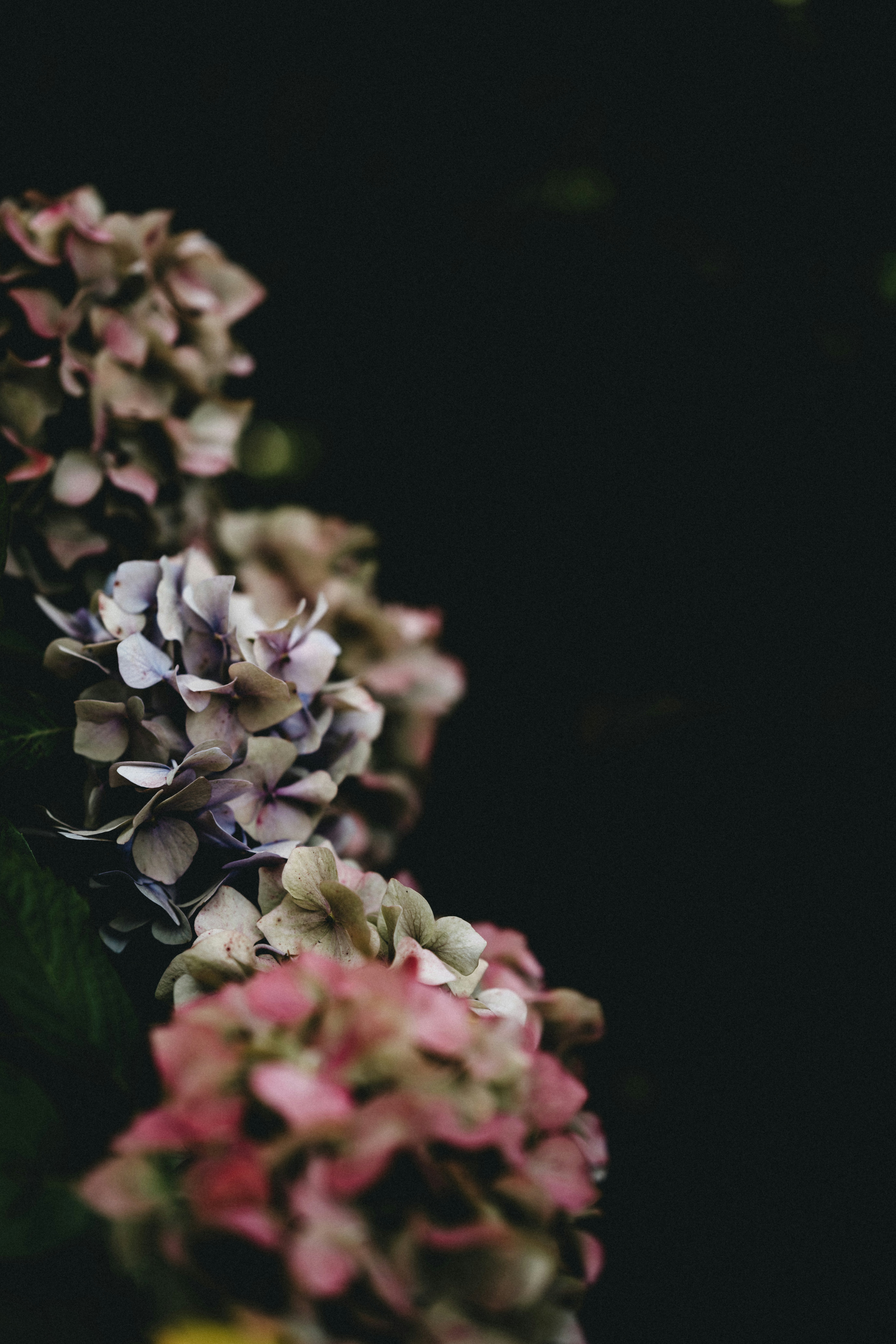 Delicate hydrangea blossoms in shades of pink and blue, softly illuminated against a dark backdrop.